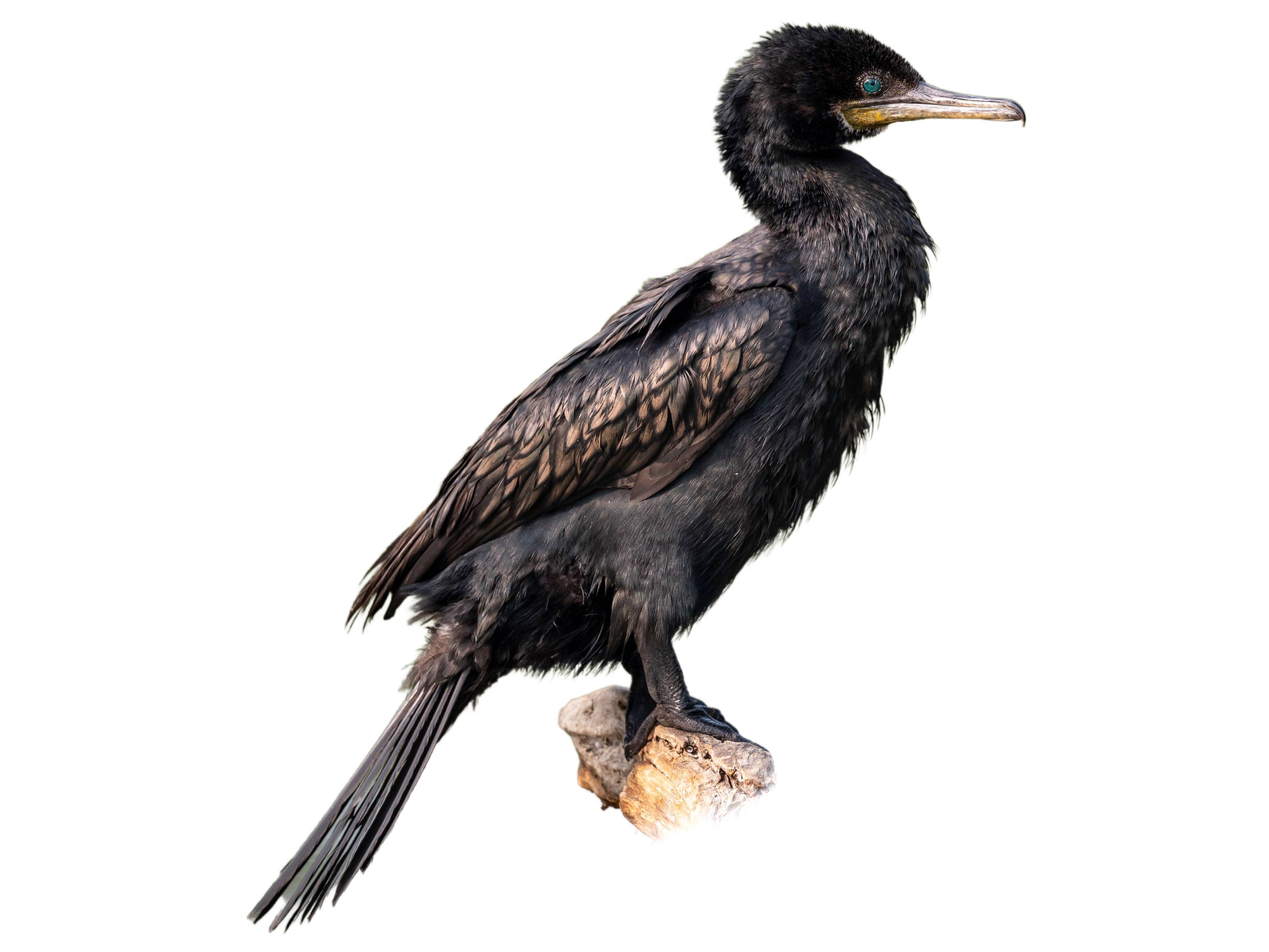 Indian Cormorant (Phalacrocorax fuscicollis) identification - Birda