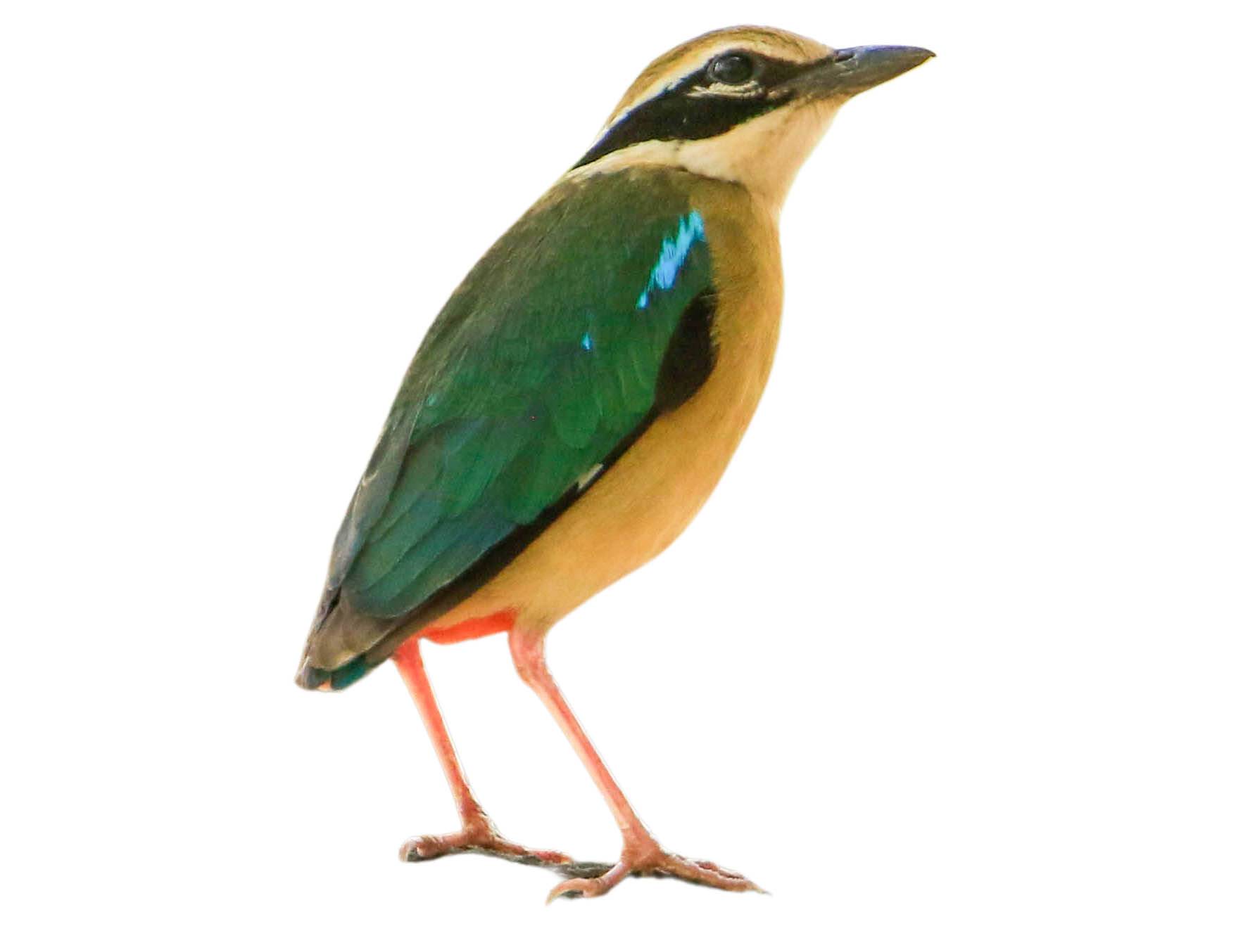 Indian Pitta (Pitta brachyura) identification - Birda