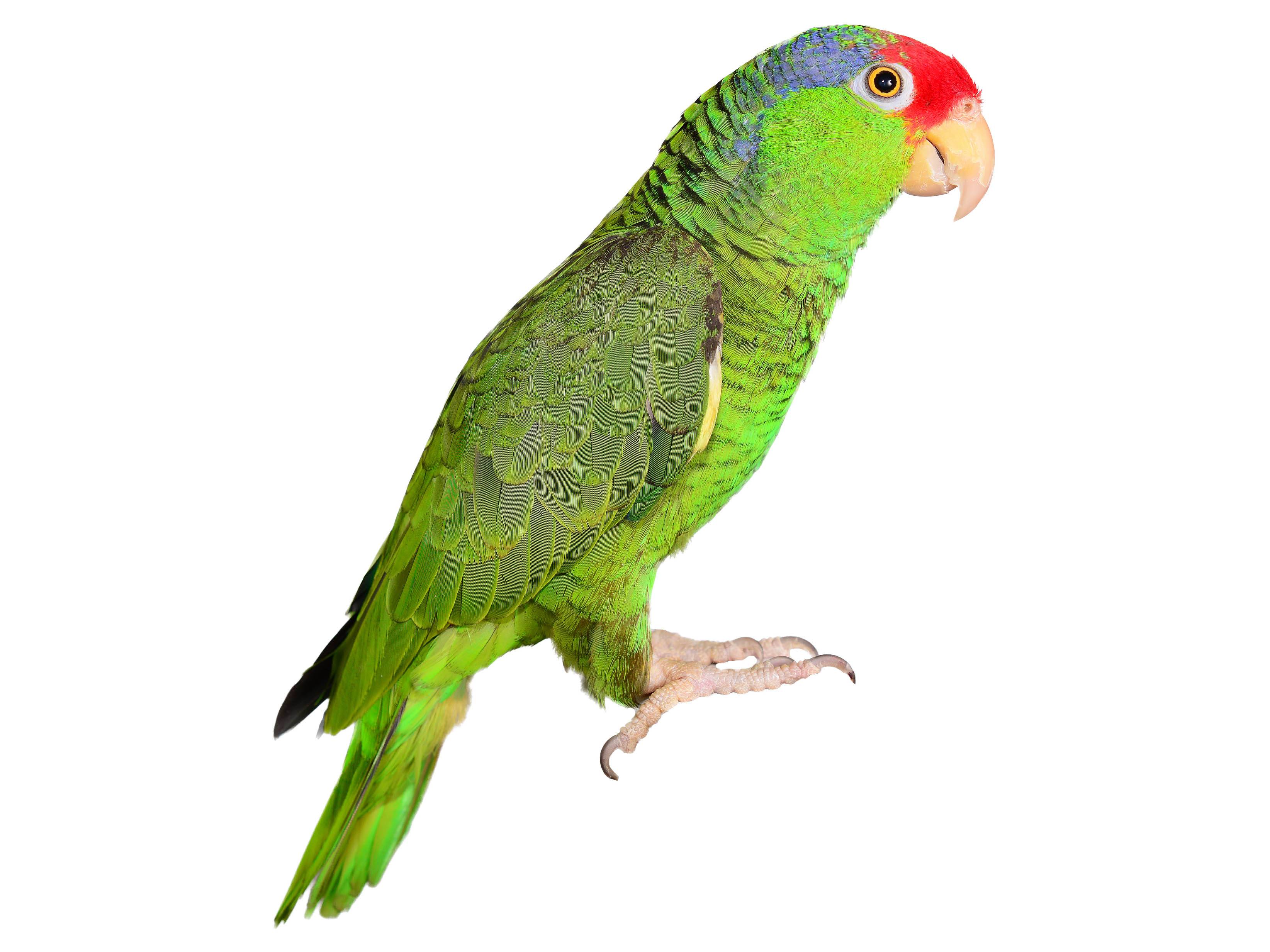 Red-crowned Amazon (Amazona viridigenalis) identification - Birda