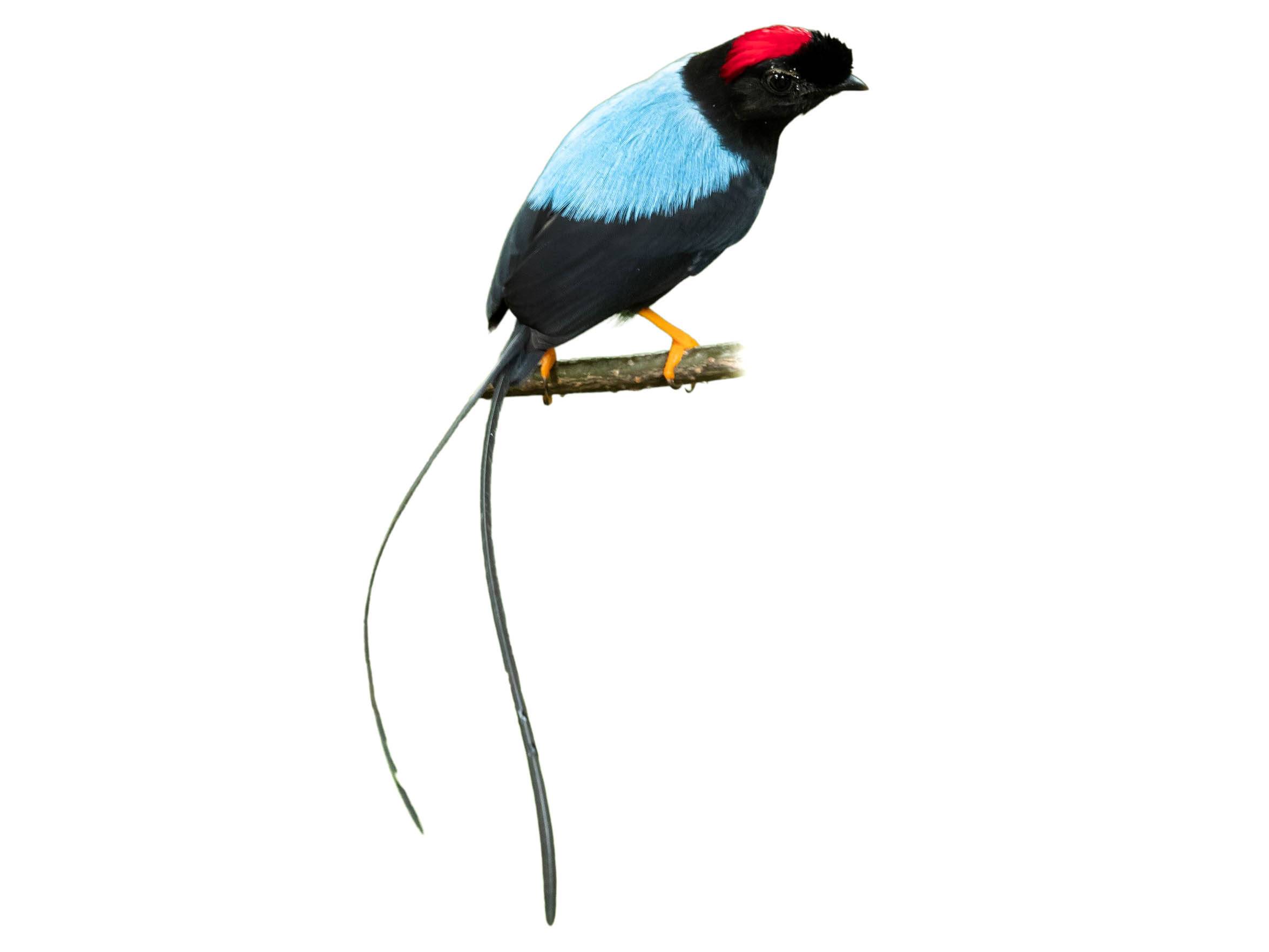 Long-tailed Manakin (Chiroxiphia linearis) identification - Birda