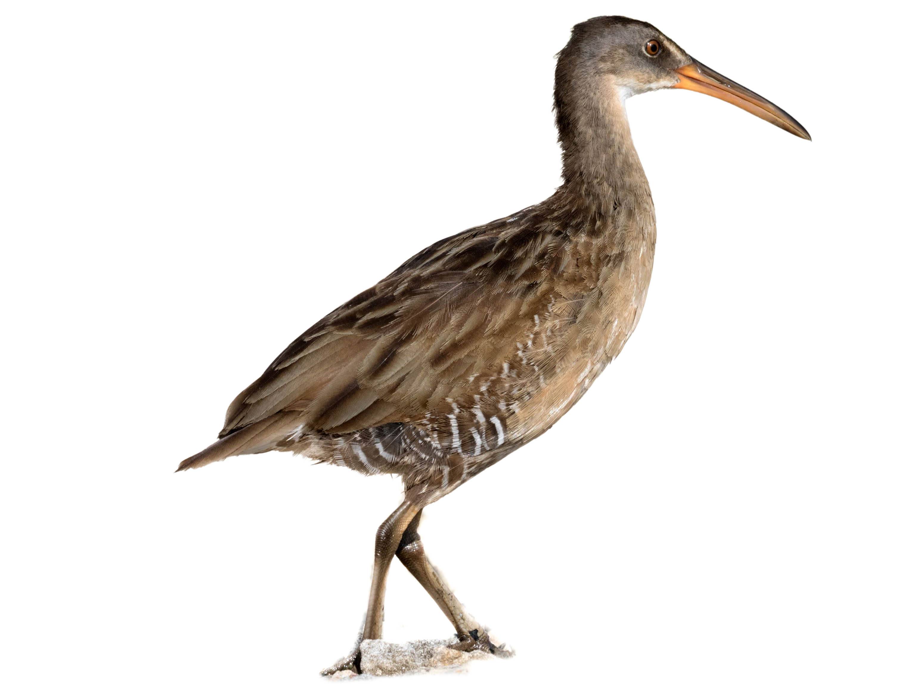 Clapper Rail (Rallus crepitans) identification - Birda
