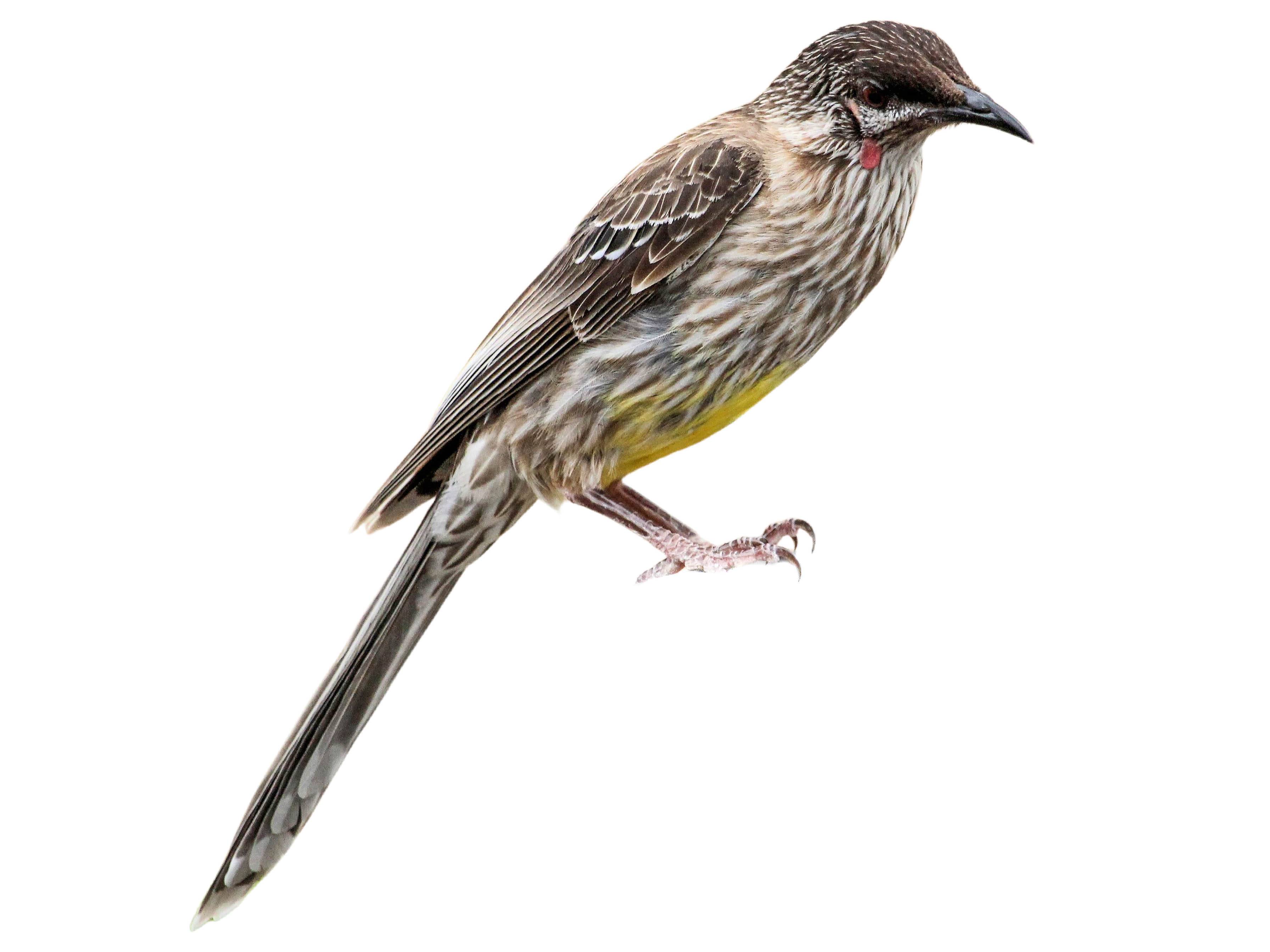 Red Wattlebird (Anthochaera carunculata) identification - Birda