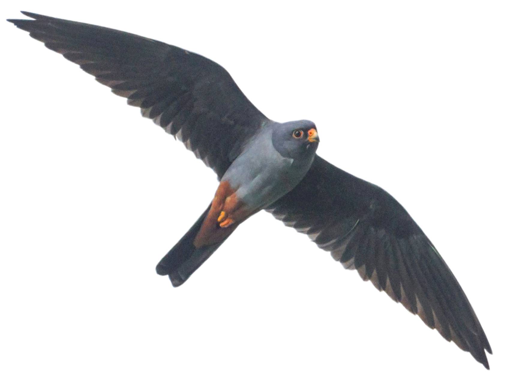 Red-footed Falcon (Falco vespertinus) identification - Birda