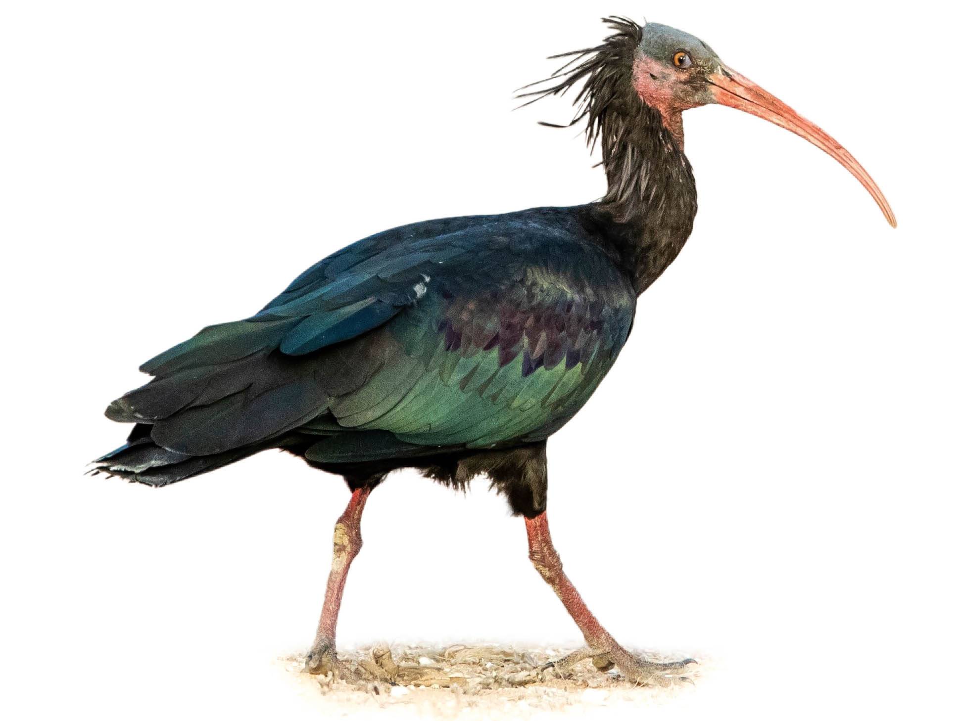 Northern Bald Ibis (Geronticus eremita) identification - Birda
