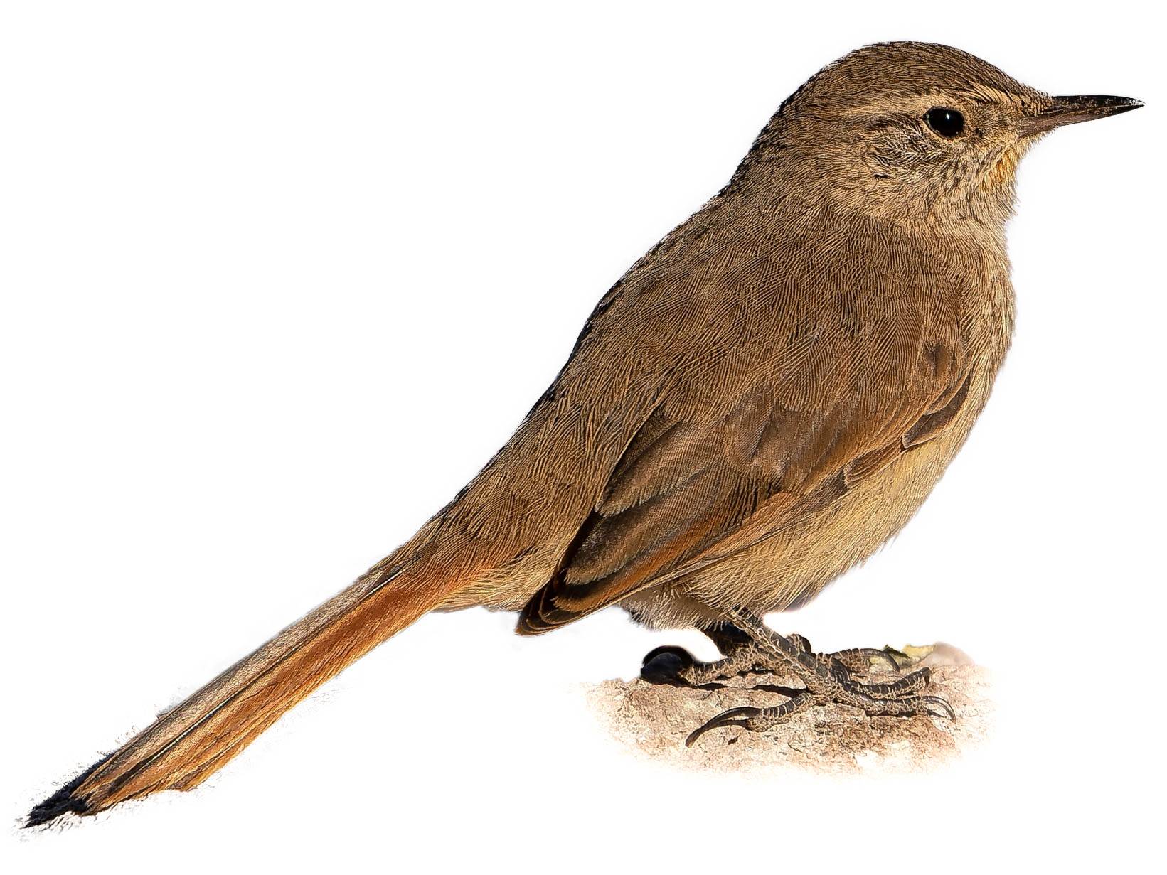 Sharp-billed Canastero (Asthenes pyrrholeuca) identification - Birda