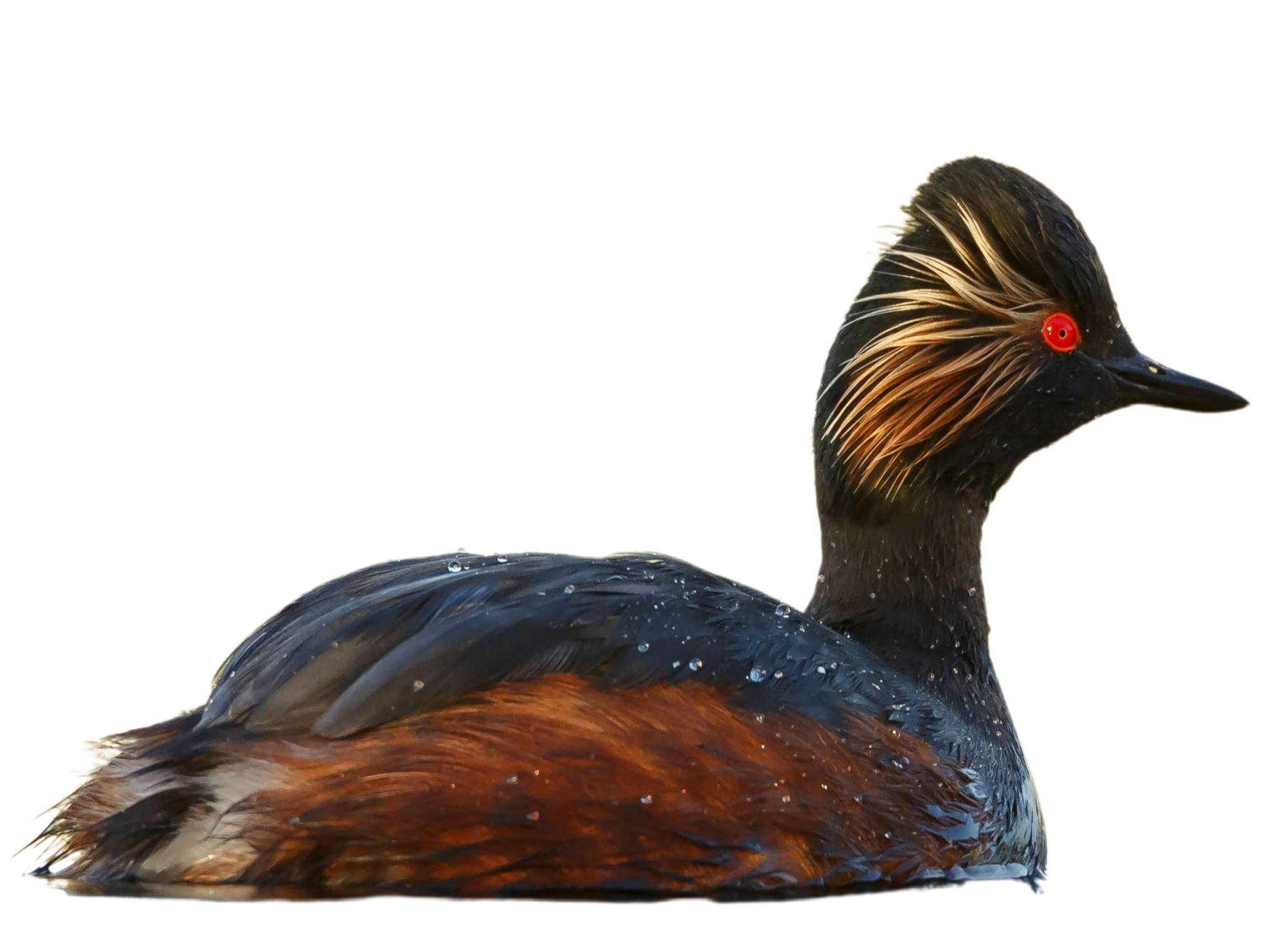 Black-necked Grebe (Podiceps nigricollis) identification - Birda