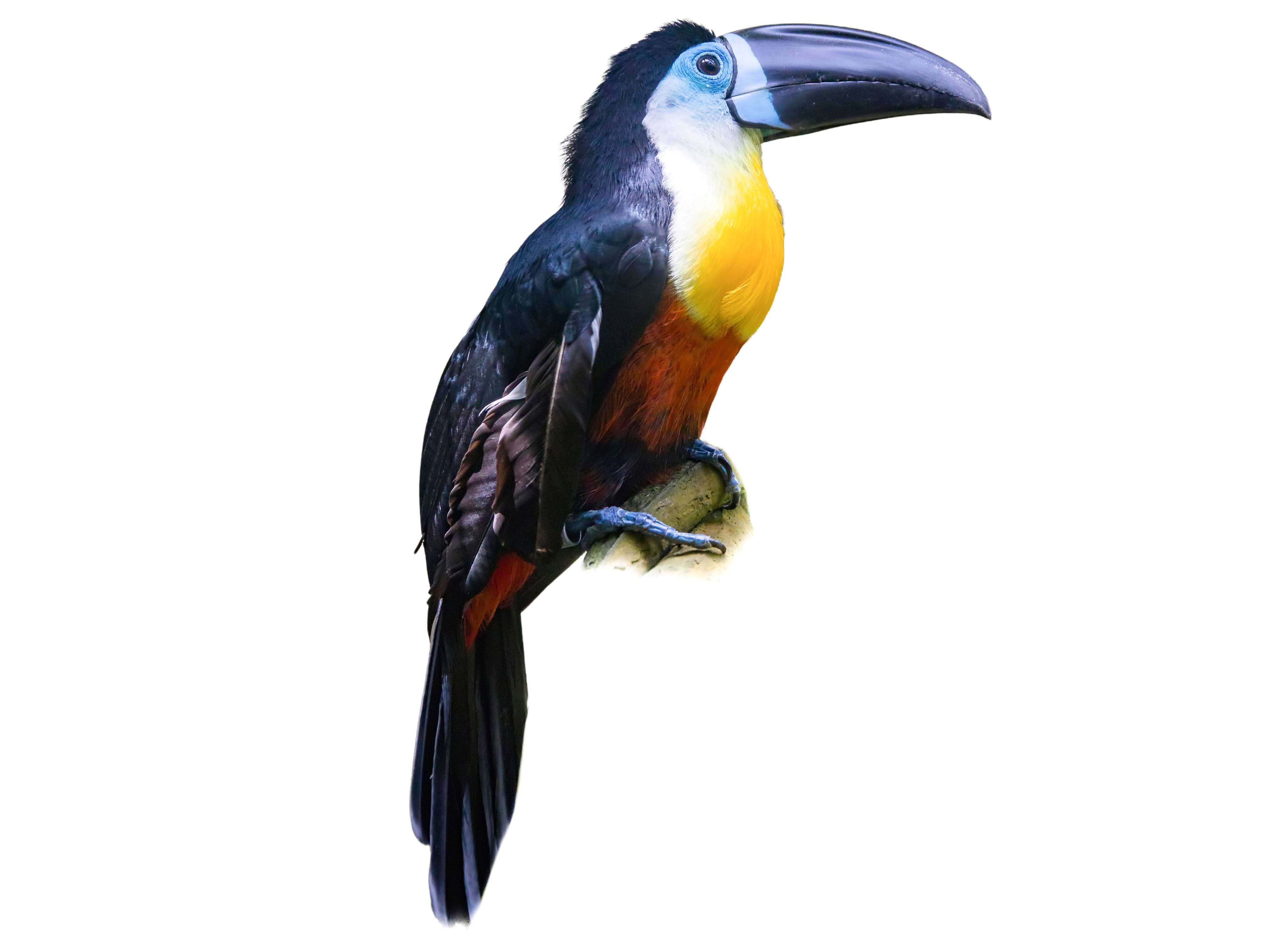 Channel-billed Toucan (Ramphastos vitellinus) identification - Birda