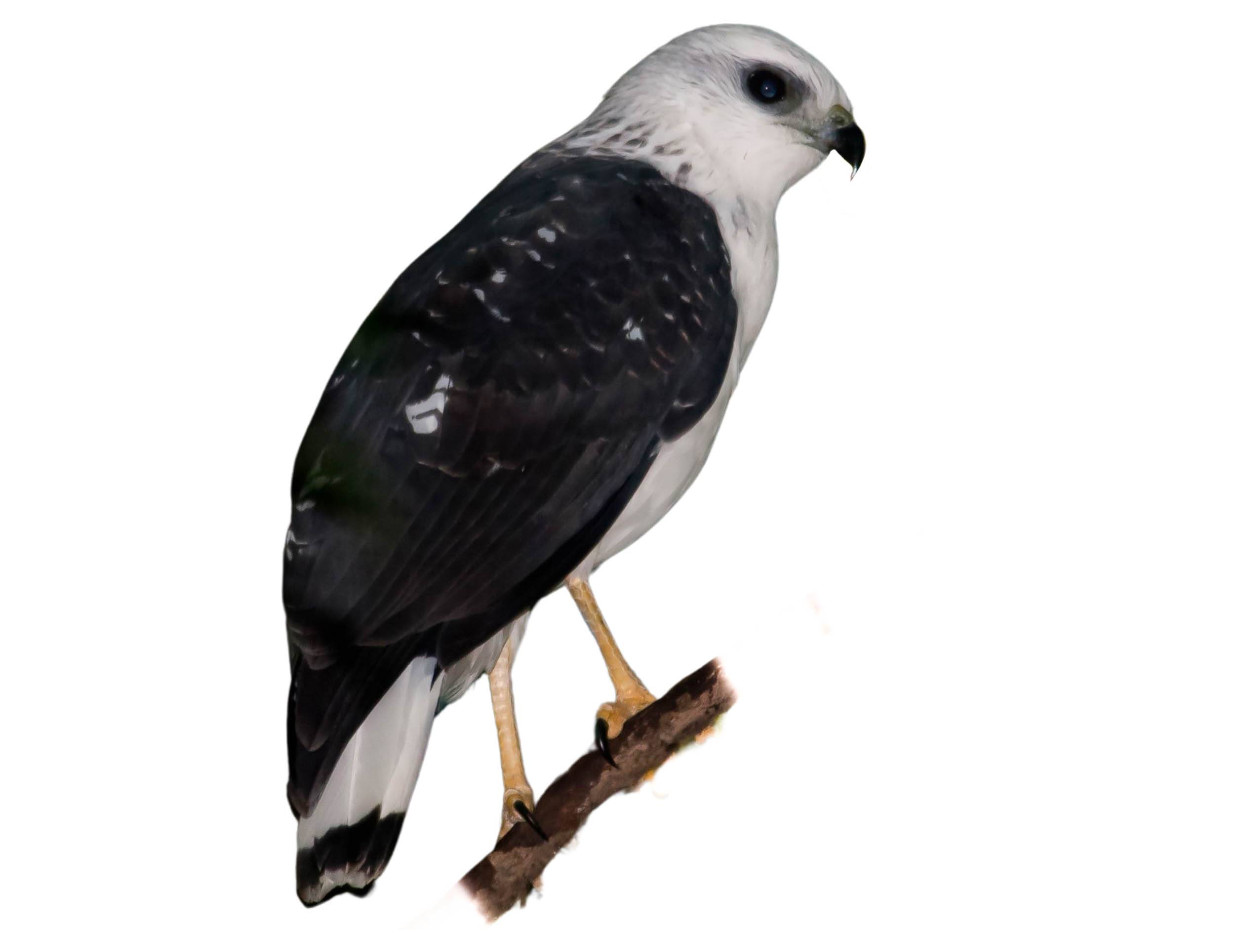 White-necked Hawk (Buteogallus lacernulatus) identification - Birda