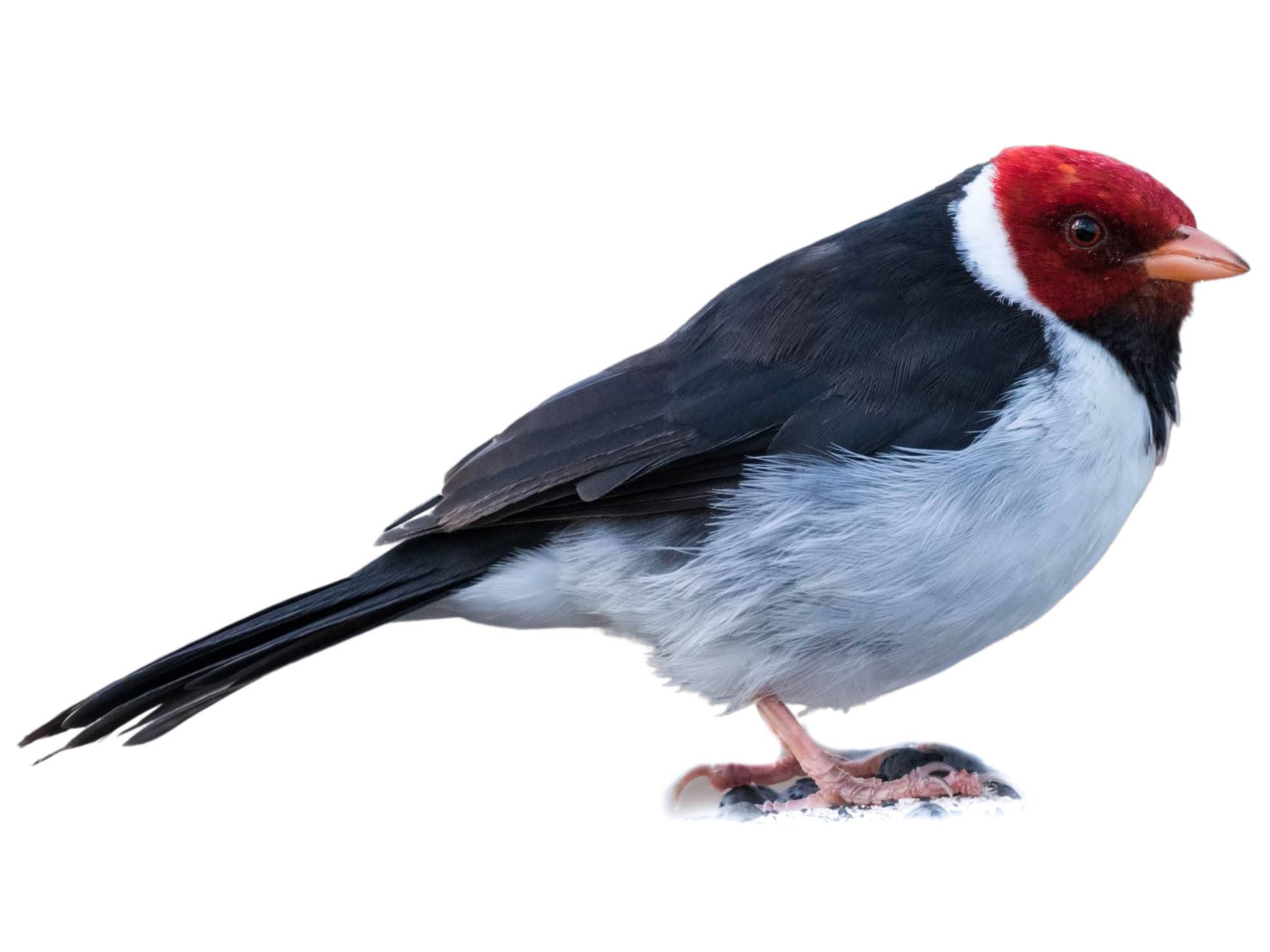 Yellow-billed Cardinal (Paroaria capitata) identification - Birda