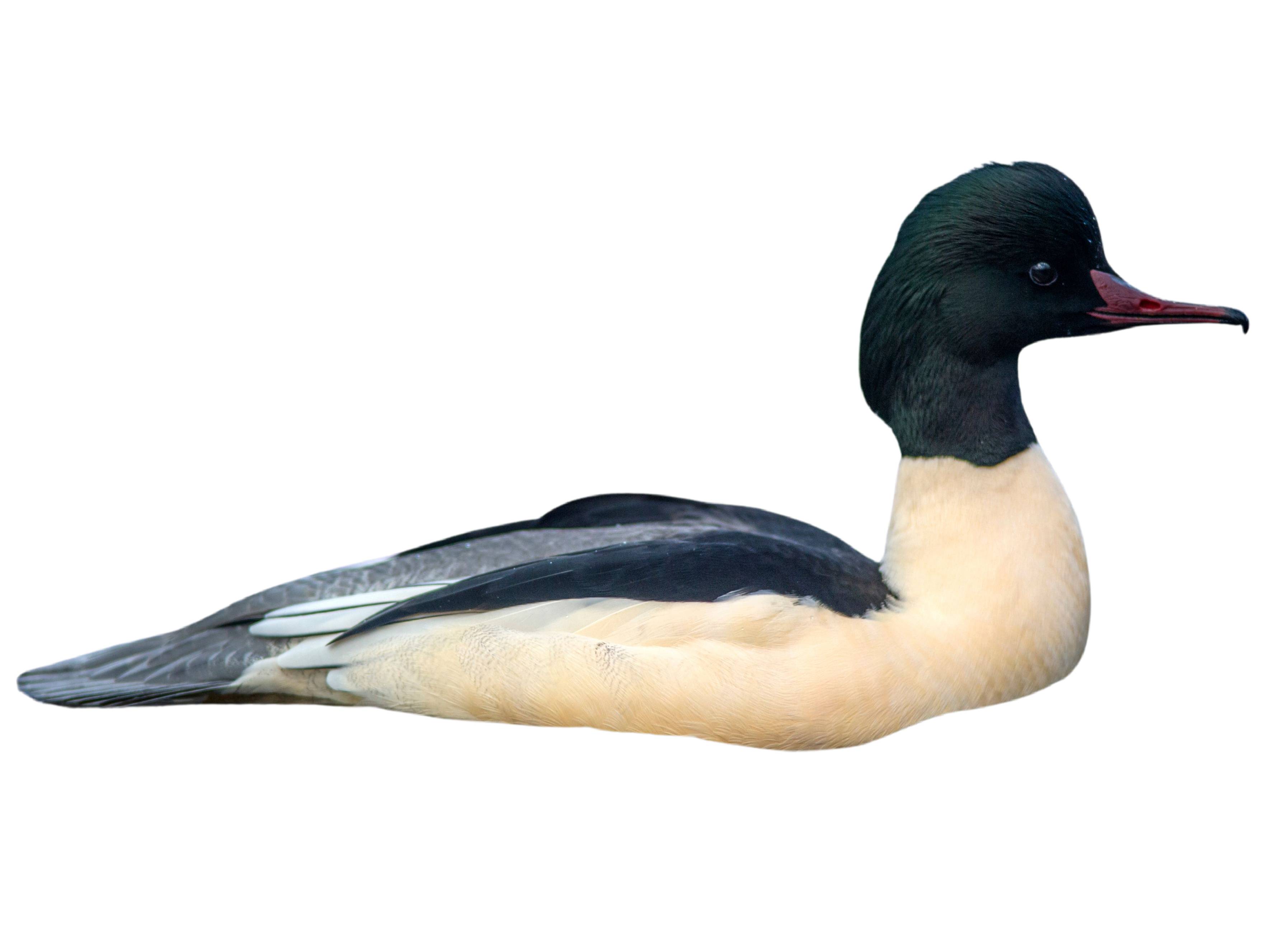 Common Merganser (Mergus merganser) identification - Birda