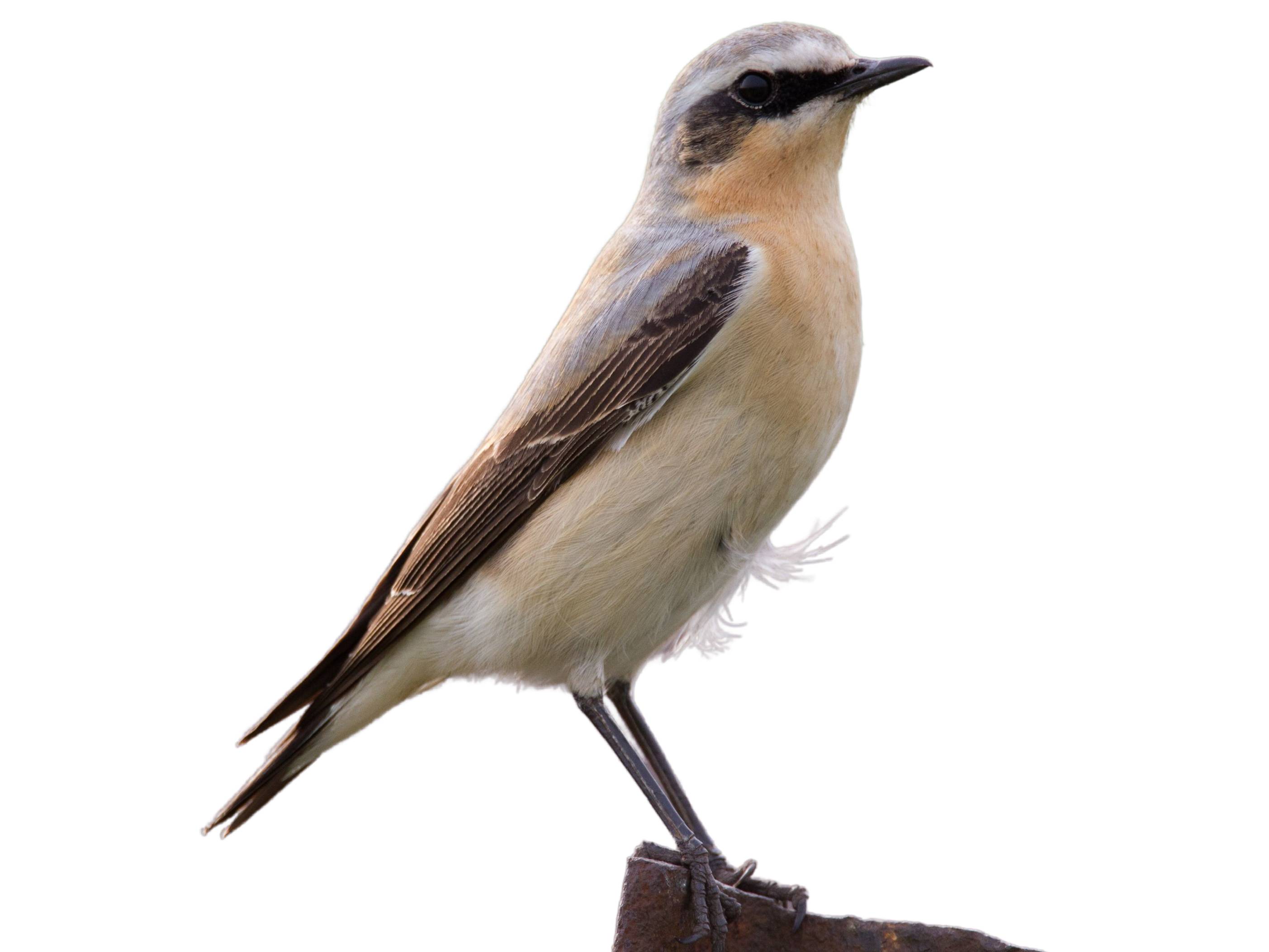 Northern Wheatear (Oenanthe oenanthe) identification - Birda