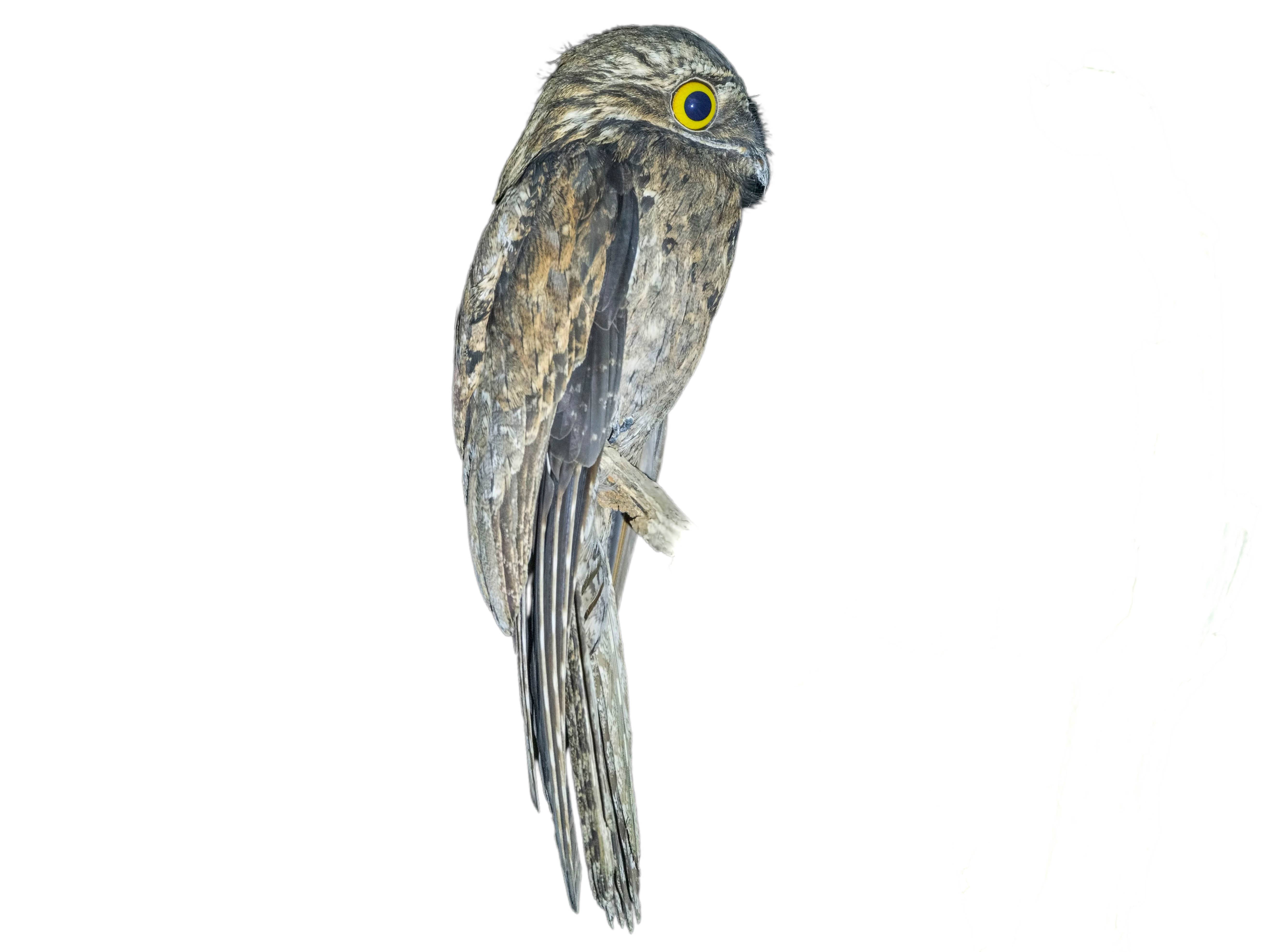 Common Potoo (Nyctibius griseus) identification - Birda