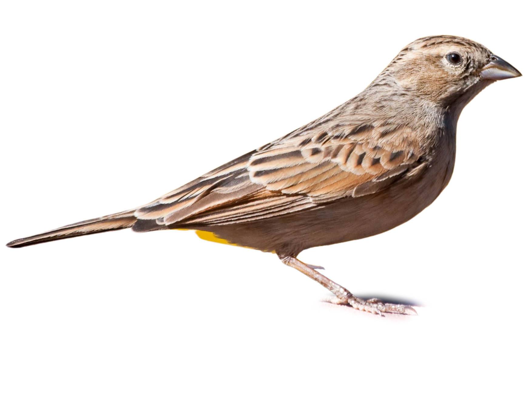 Lark-like Bunting (Emberiza impetuani) identification - Birda