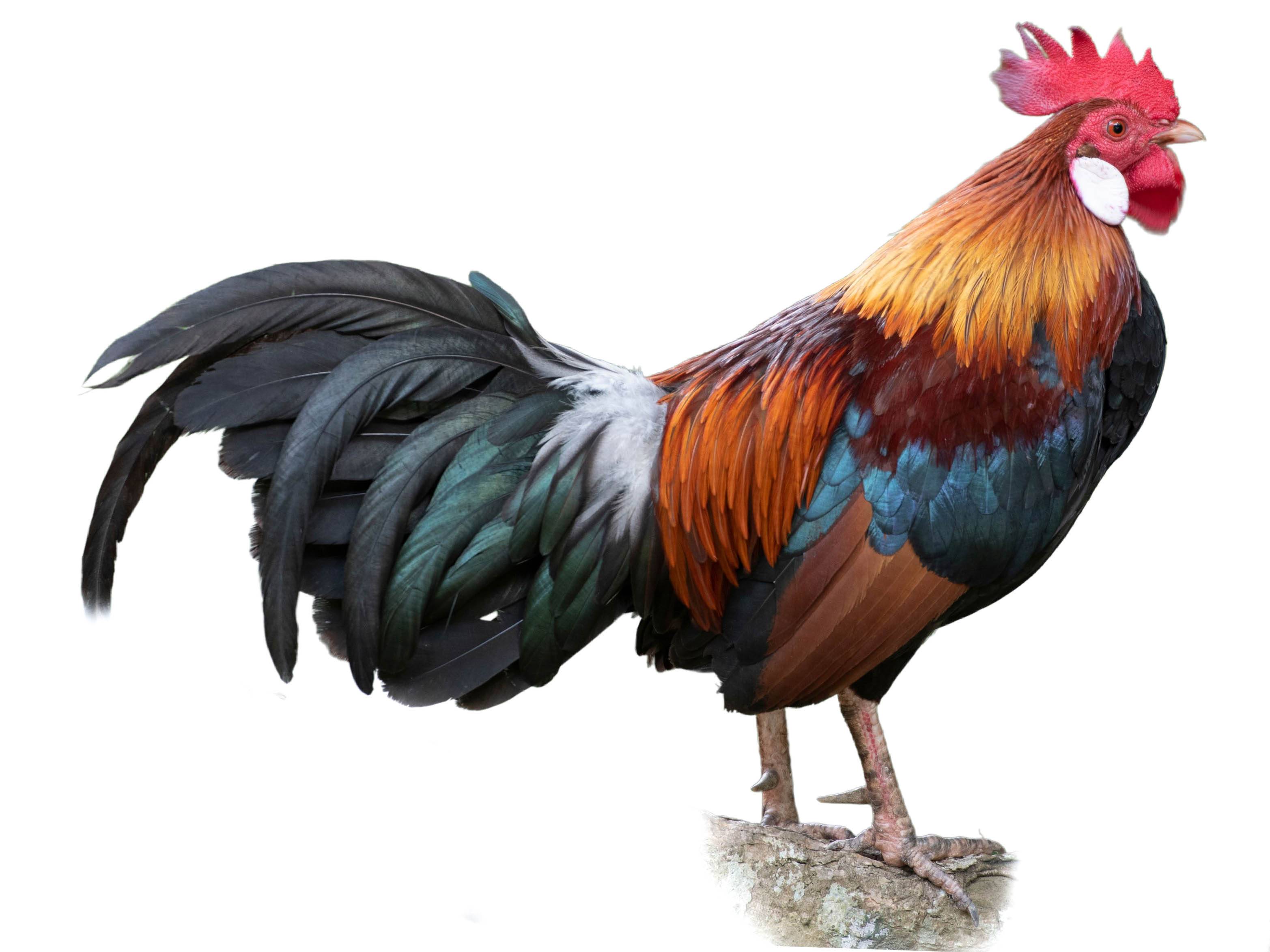 Red Junglefowl (Gallus gallus) identification - Birda