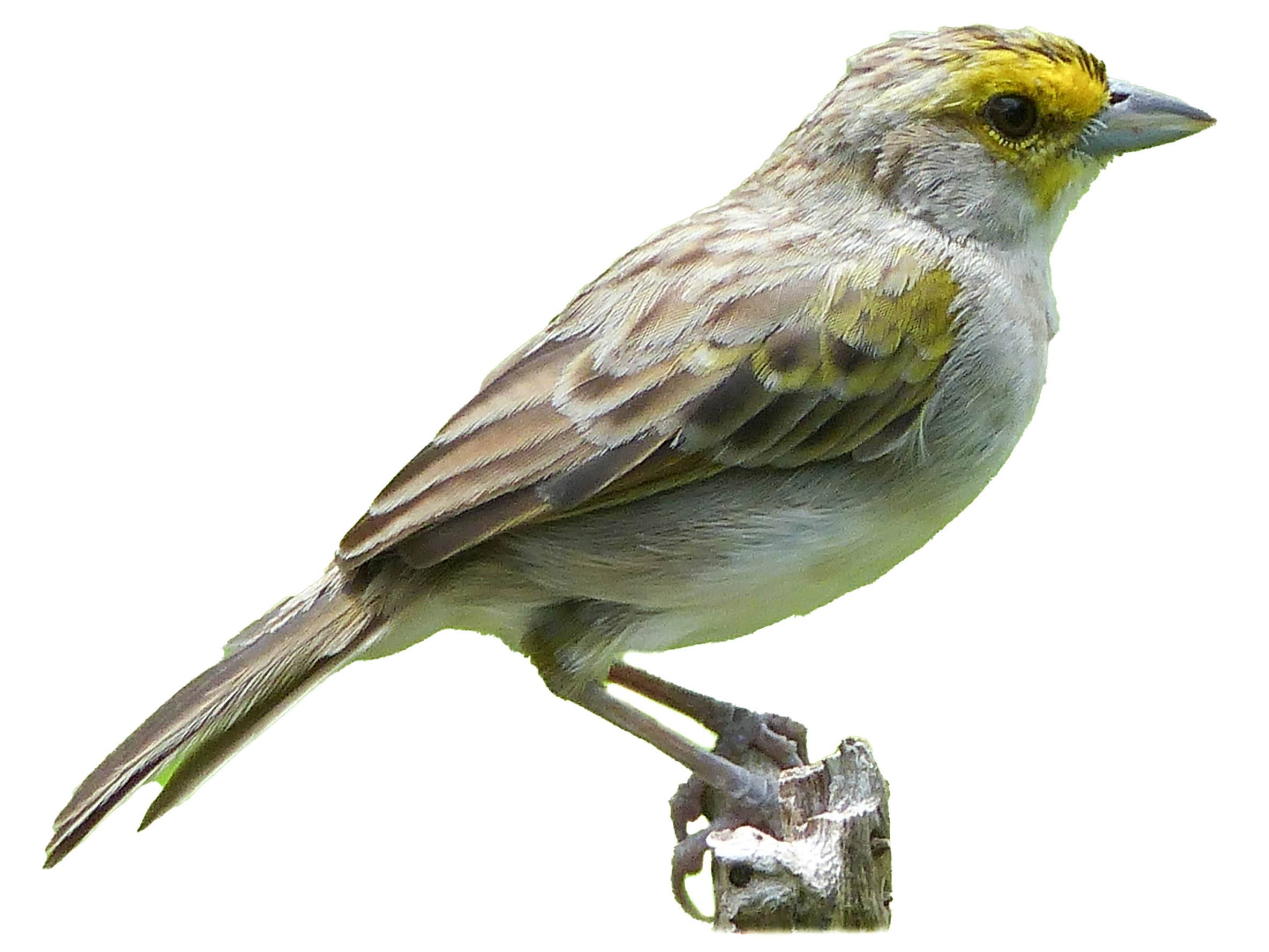 Yellow-browed Sparrow (Ammodramus aurifrons) identification - Birda