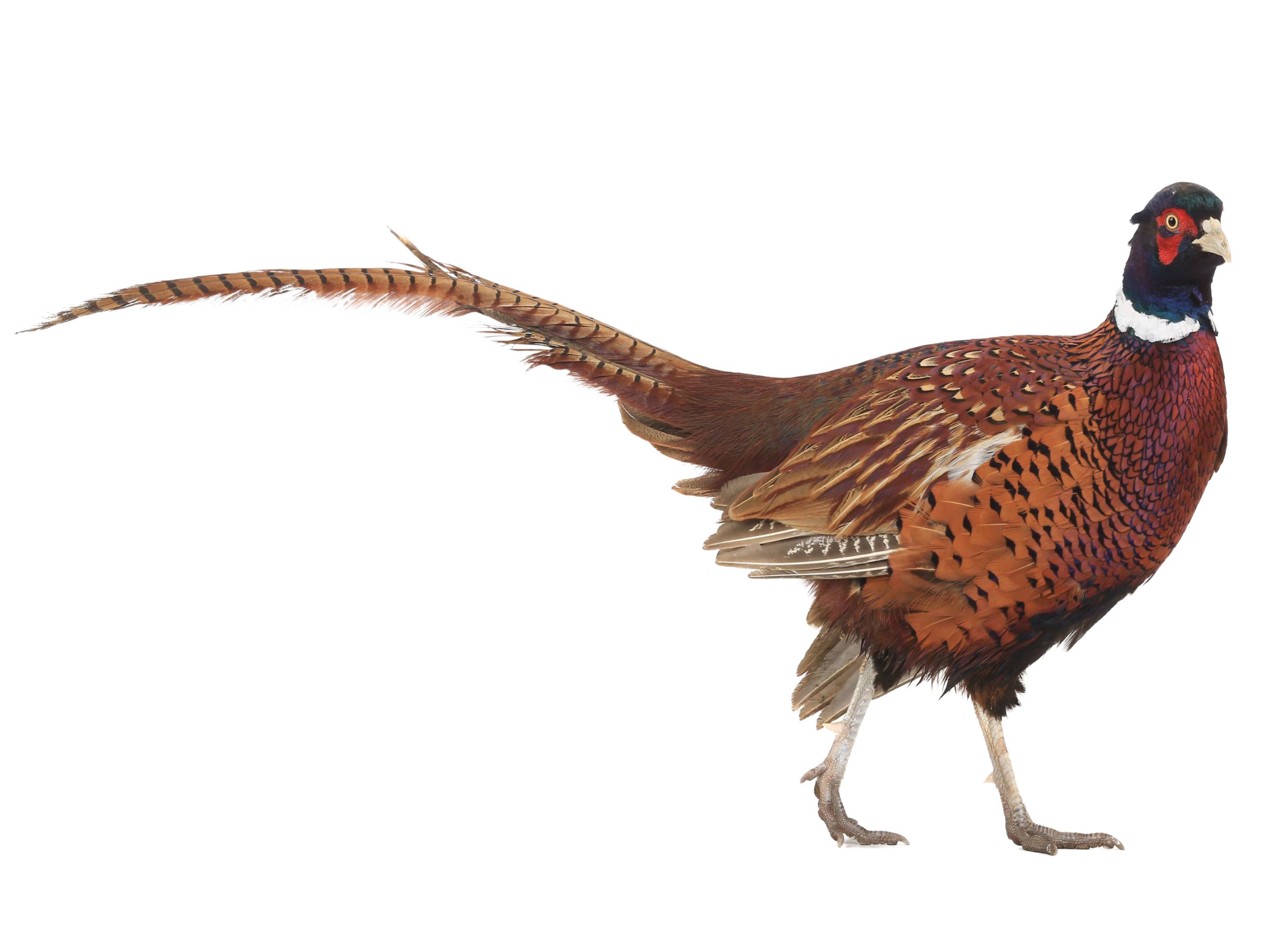 Common Pheasant (Phasianus colchicus) identification - Birda
