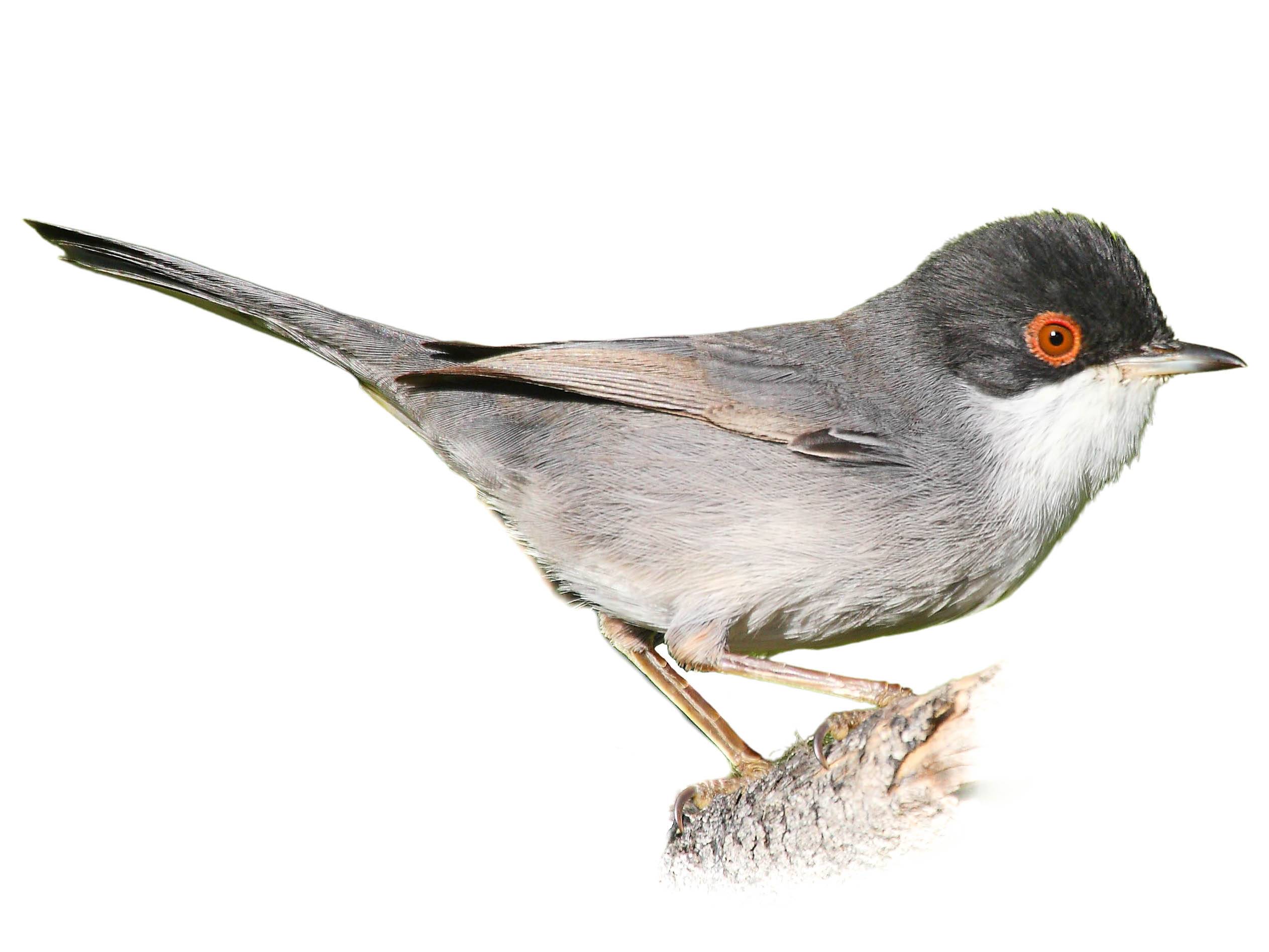 Sardinian Warbler | Curruca melanocephala | Species Guide | Birda