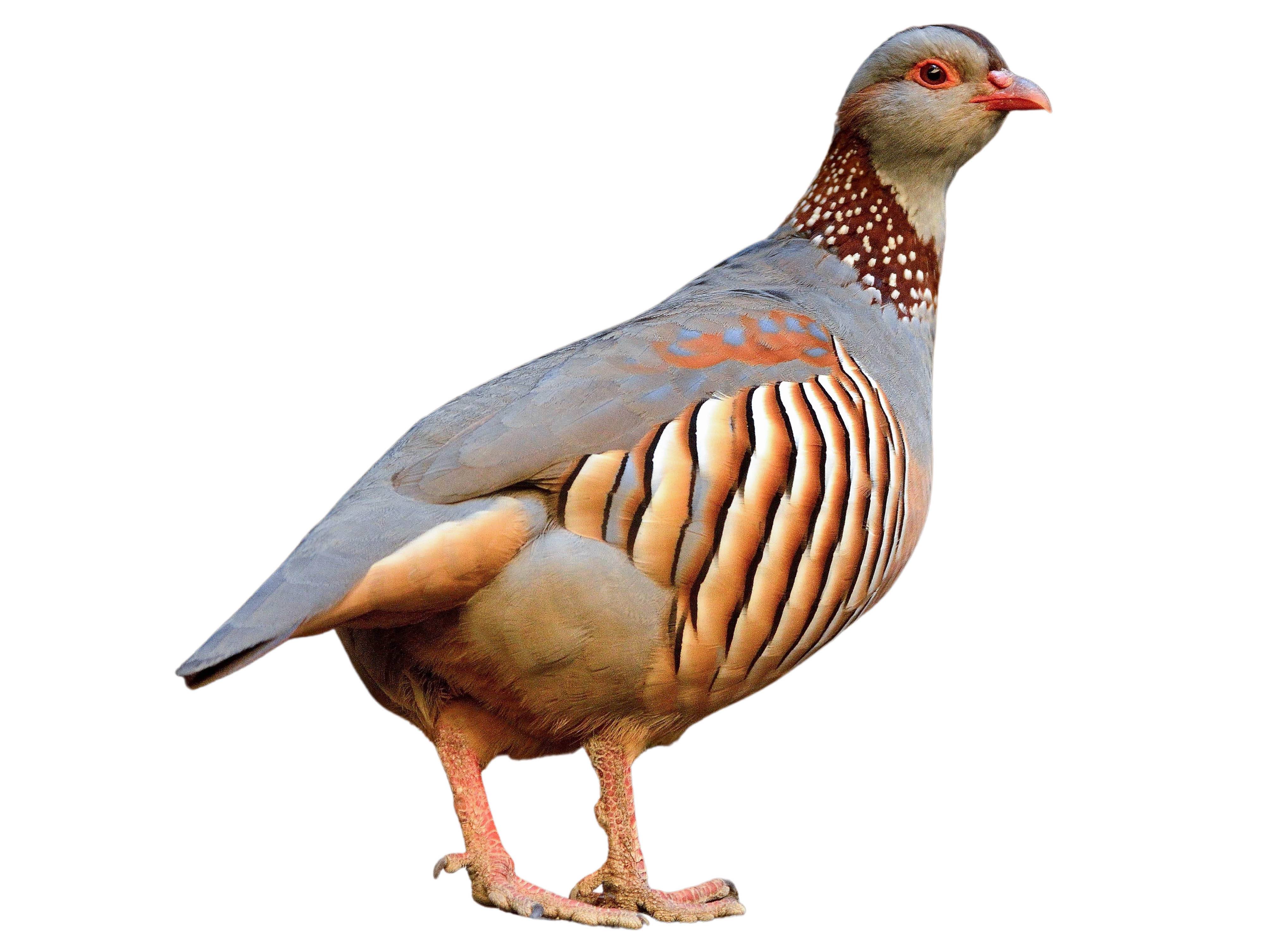 Barbary Partridge (Alectoris barbara) identification - Birda