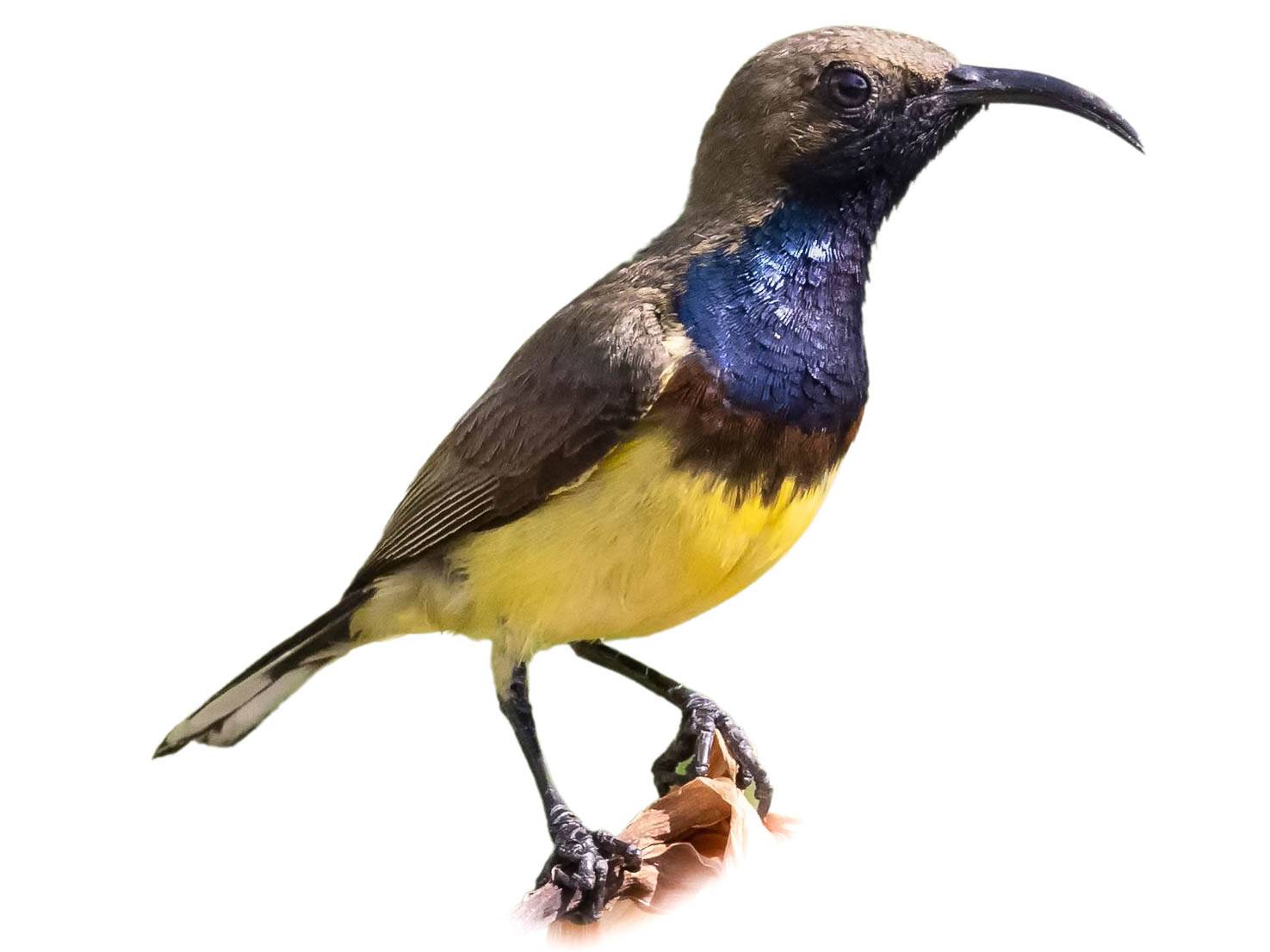 Olive-backed Sunbird (Cinnyris jugularis) identification - Birda