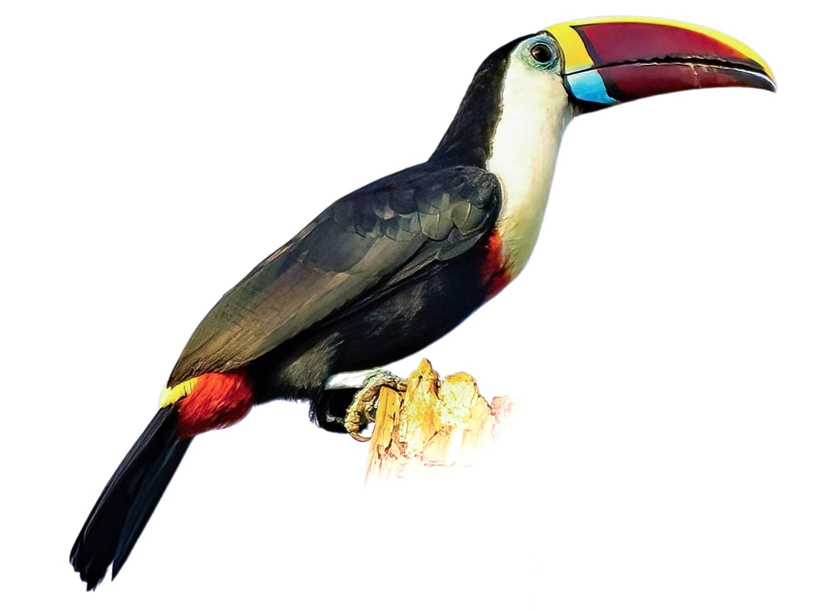 White-throated Toucan (Ramphastos tucanus) identification - Birda