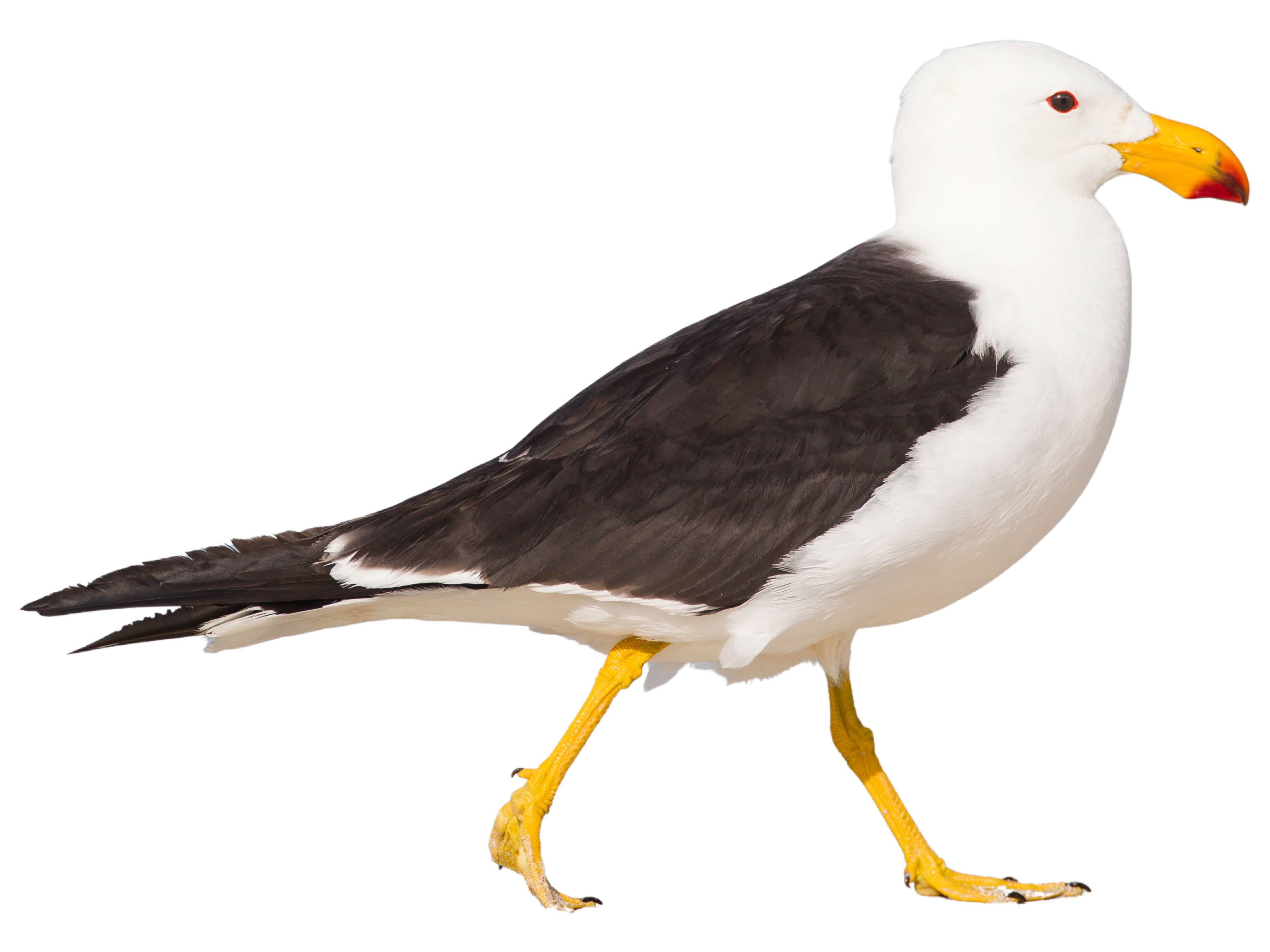 Pacific Gull (Larus pacificus) identification - Birda