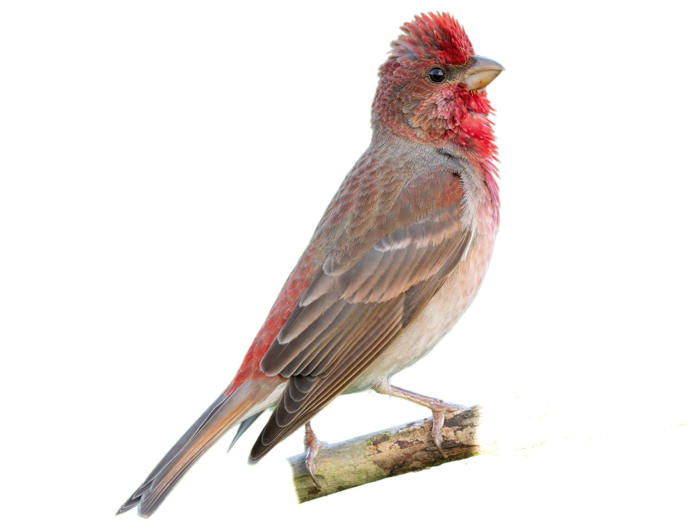 Common Rosefinch (Carpodacus erythrinus) identification - Birda