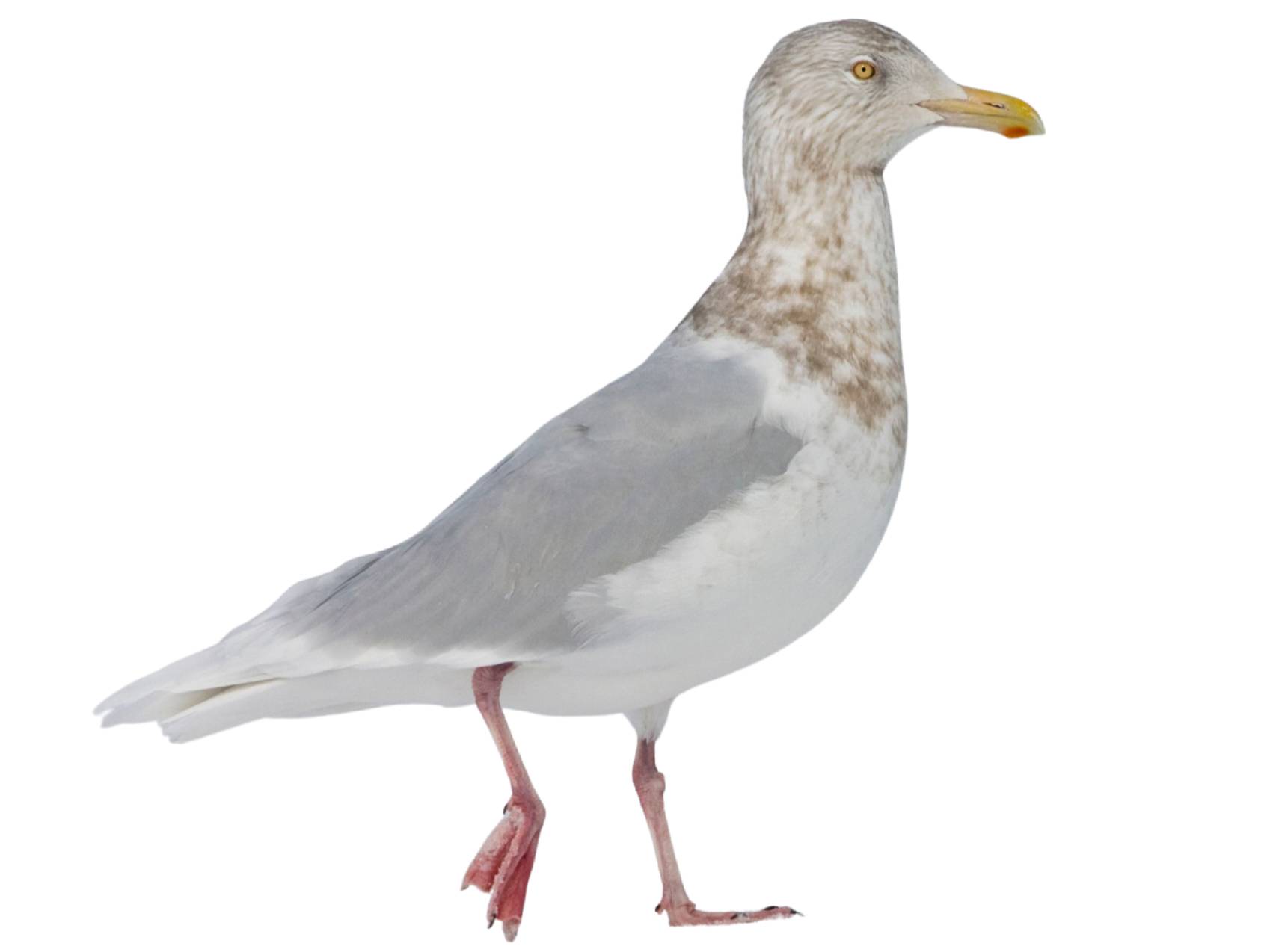 Glaucous Gull (Larus hyperboreus) identification - Birda
