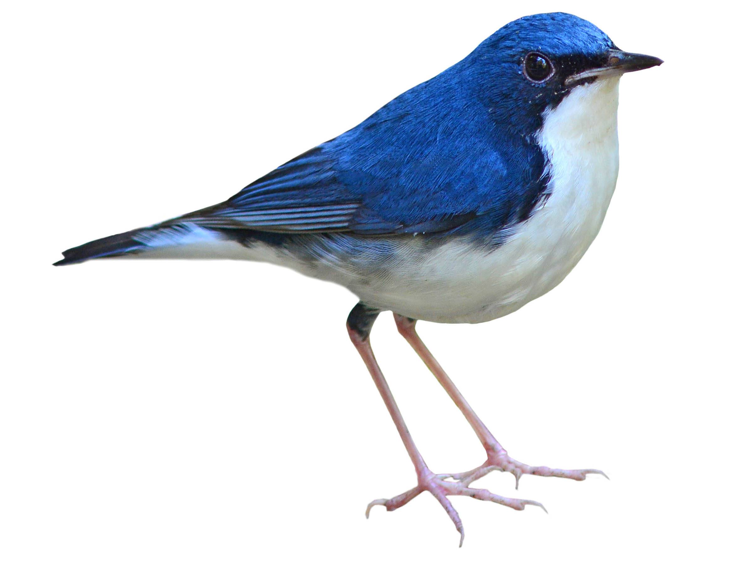 Siberian Blue Robin (Larvivora cyane) identification - Birda