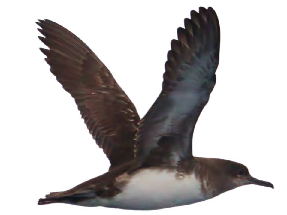 Hutton's Shearwater (Puffinus huttoni) identification - Birda