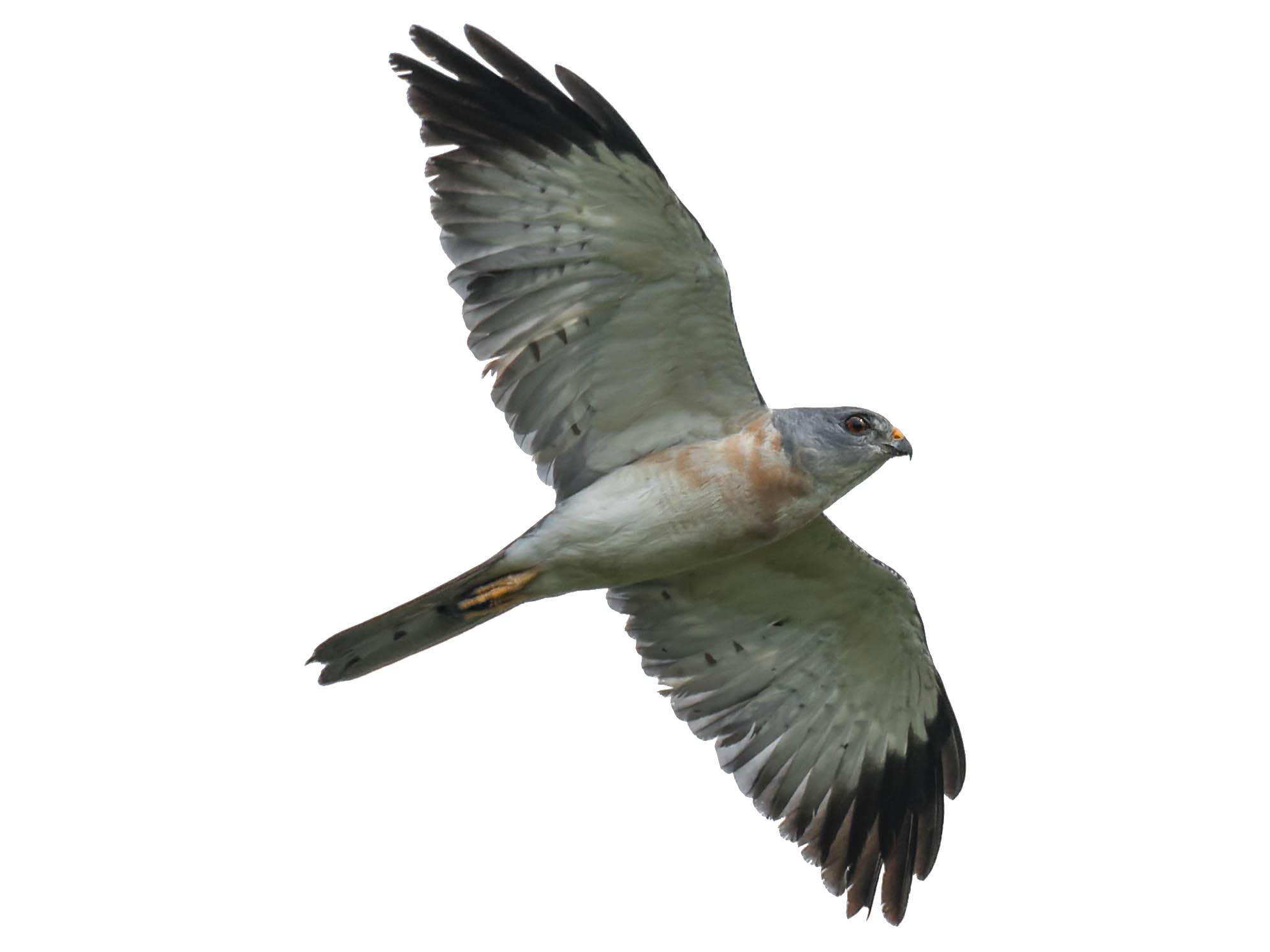 Chinese Sparrowhawk (Accipiter soloensis) identification - Birda