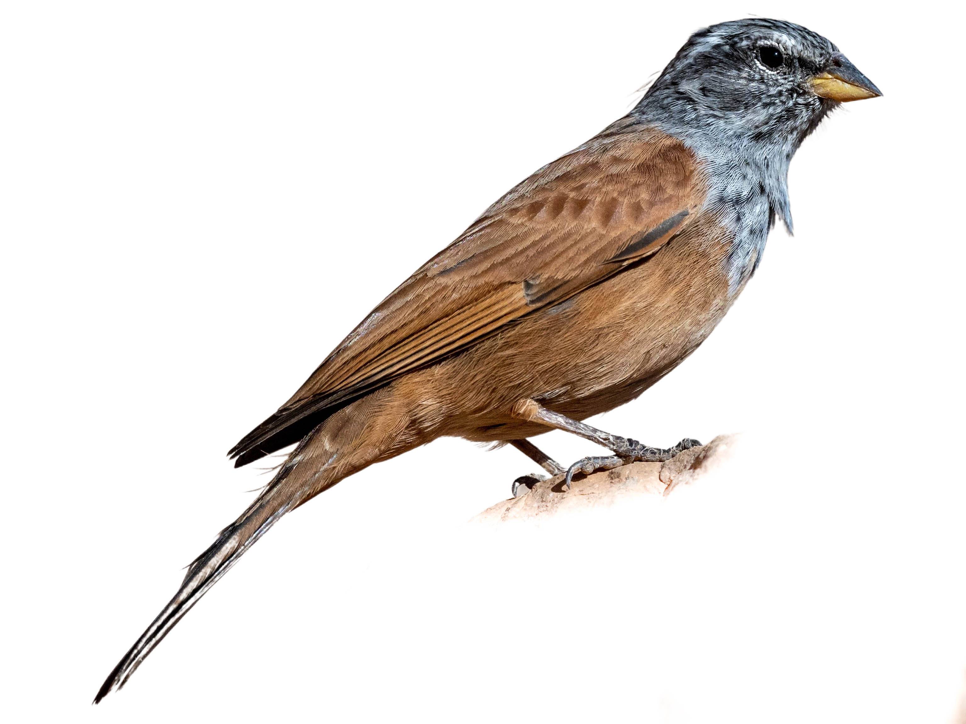 House Bunting (Emberiza sahari) identification - Birda