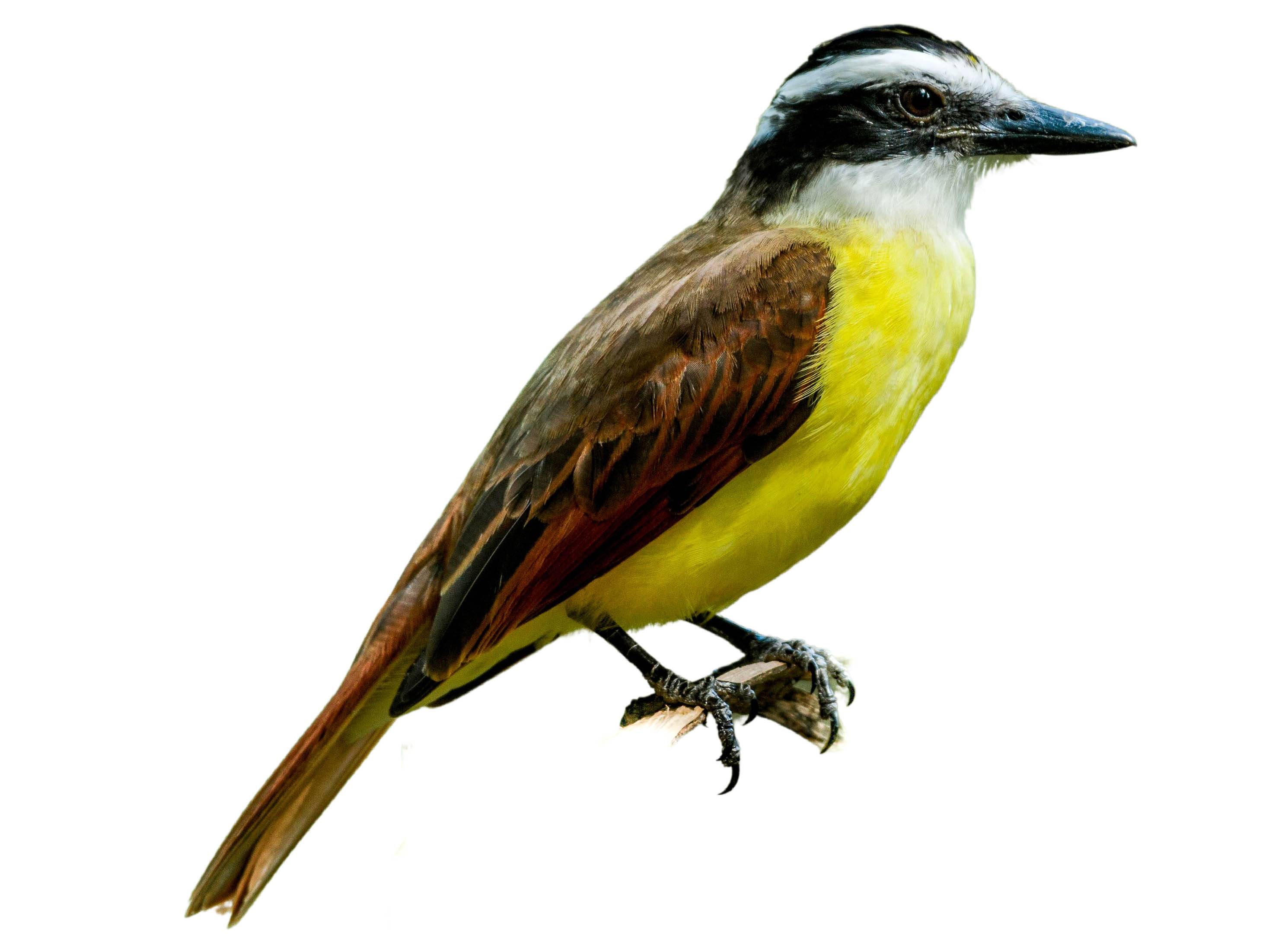 Great Kiskadee (Pitangus sulphuratus) identification - Birda