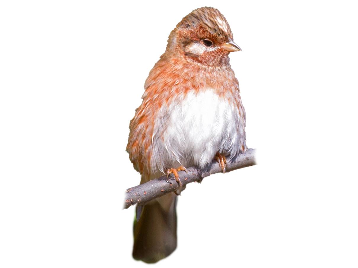 Pine Bunting (Emberiza leucocephalos) identification - Birda