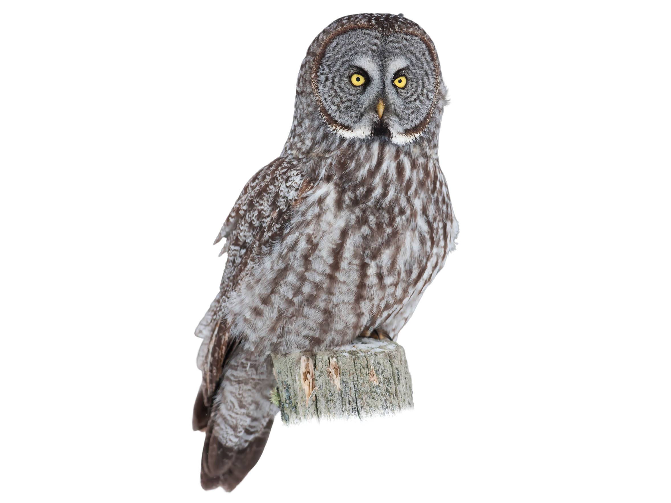Great Grey Owl (Strix nebulosa) identification - Birda