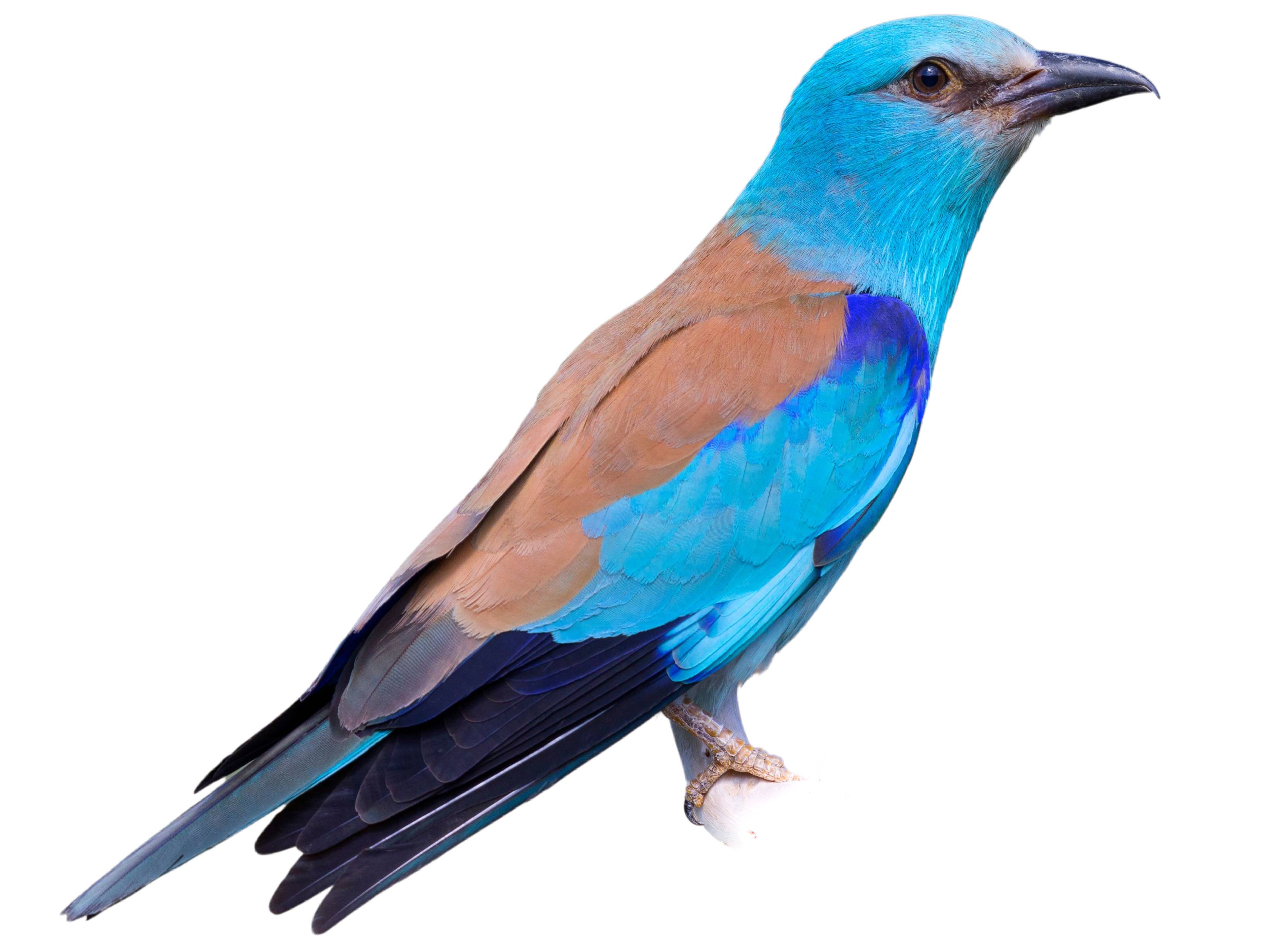 European Roller (Coracias garrulus) identification - Birda