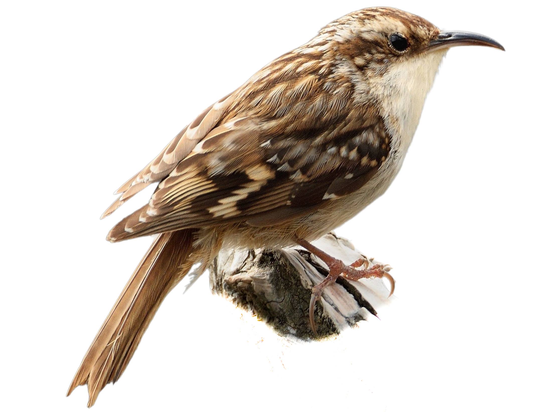 Short-toed Treecreeper (Certhia brachydactyla) identification - Birda