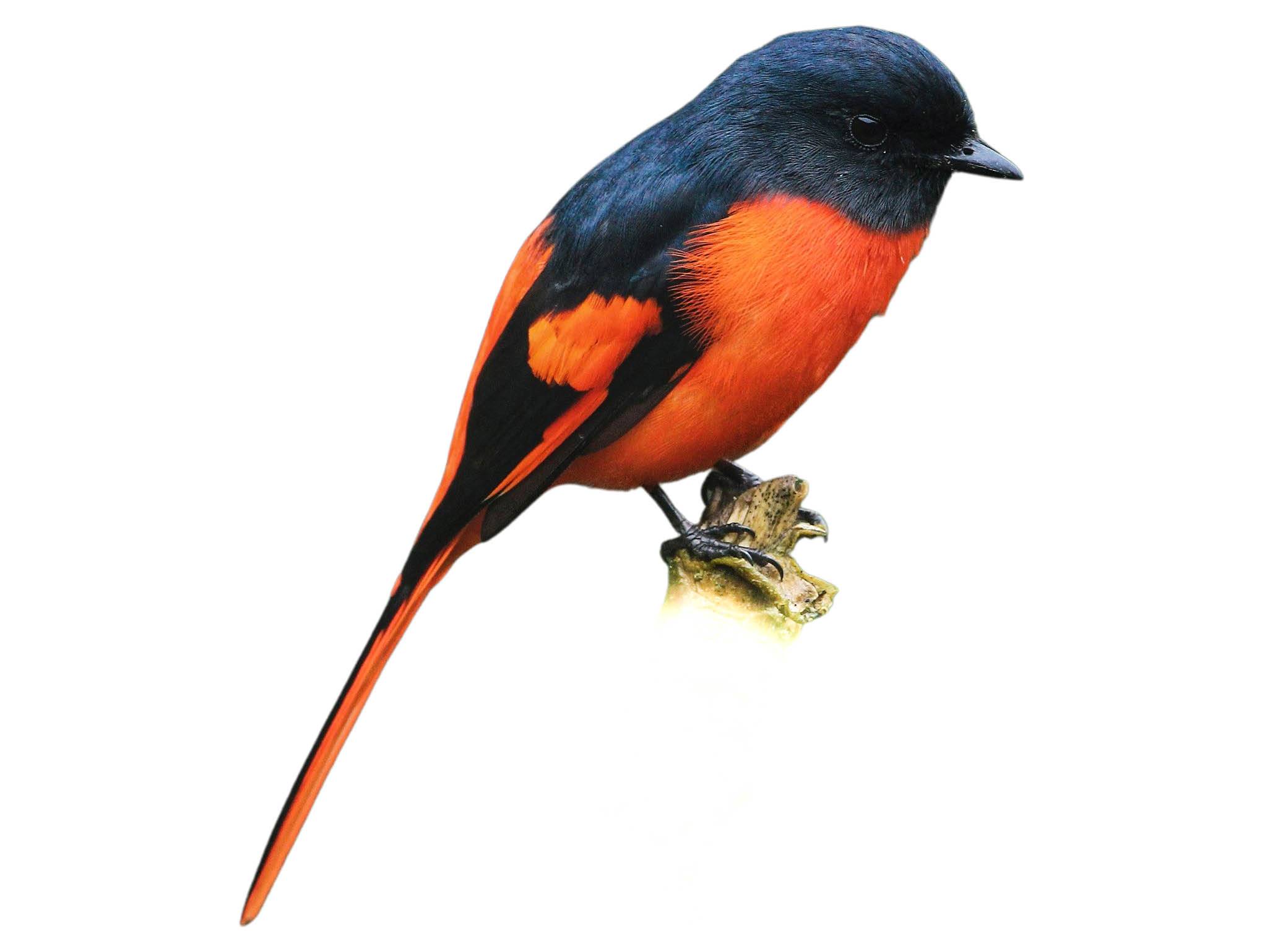 Scarlet Minivet (Pericrocotus speciosus) identification - Birda