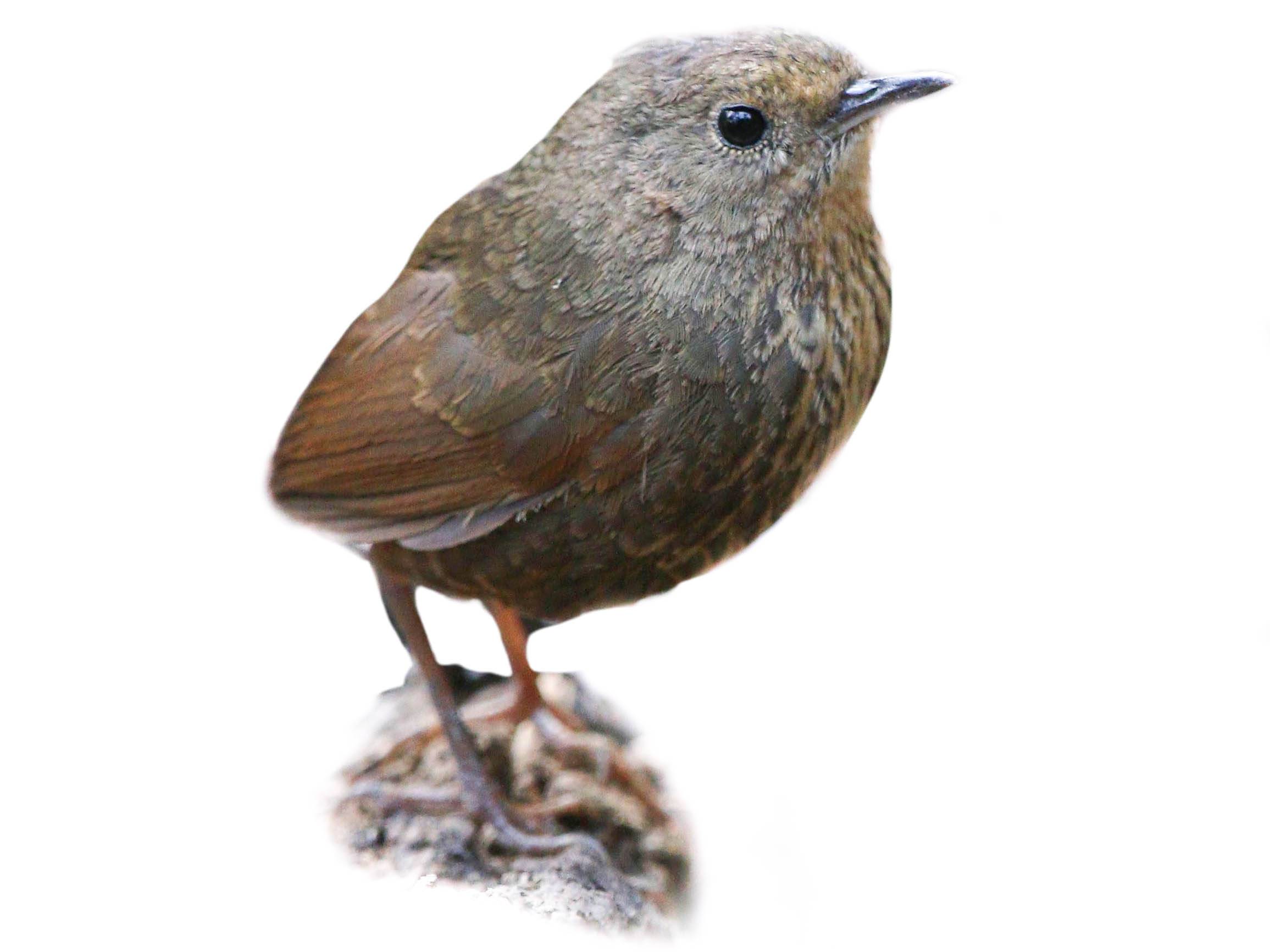 Nepal Cupwing (Pnoepyga immaculata) identification - Birda