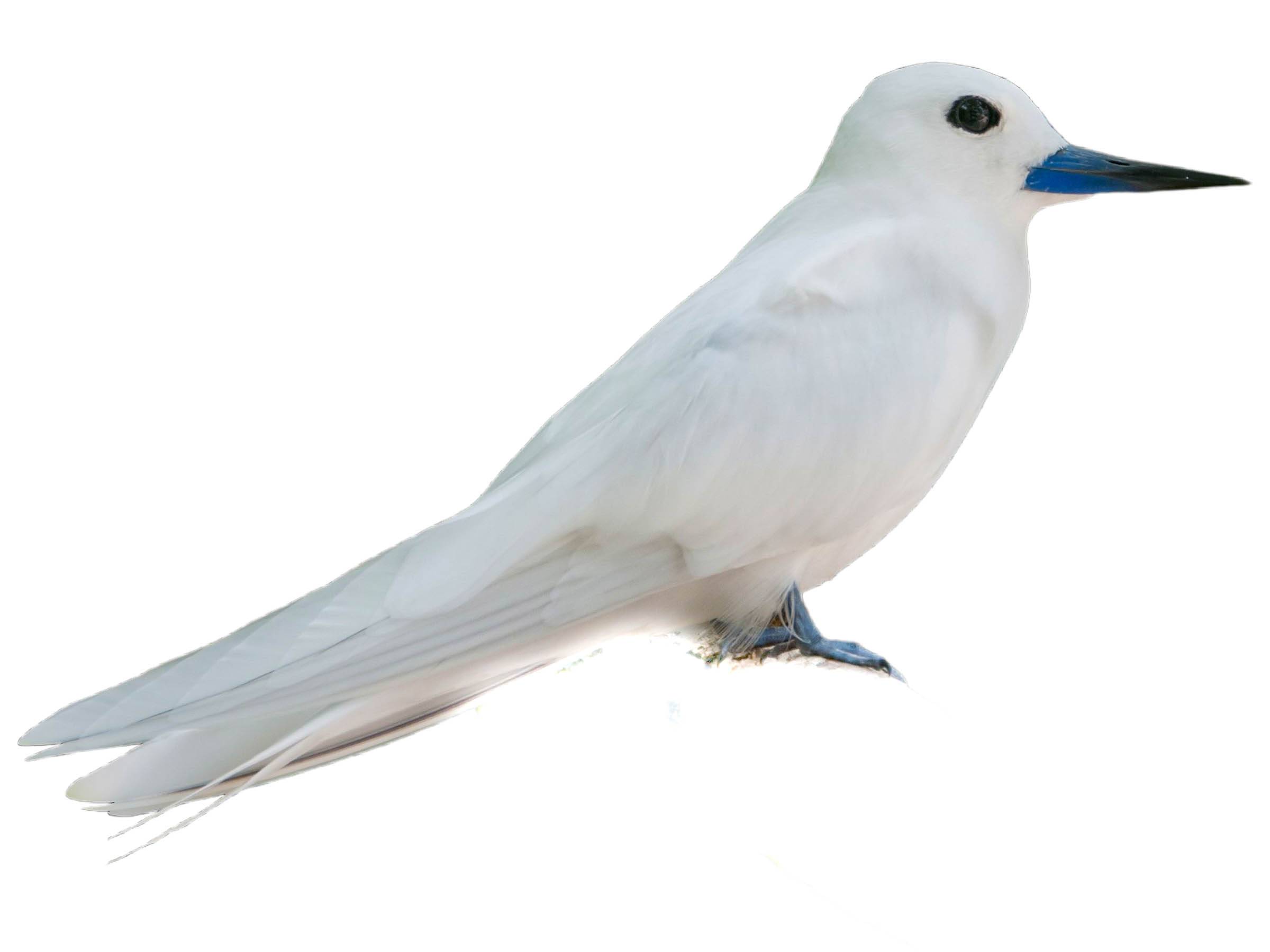 Atlantic White Tern (Gygis alba) identification - Birda