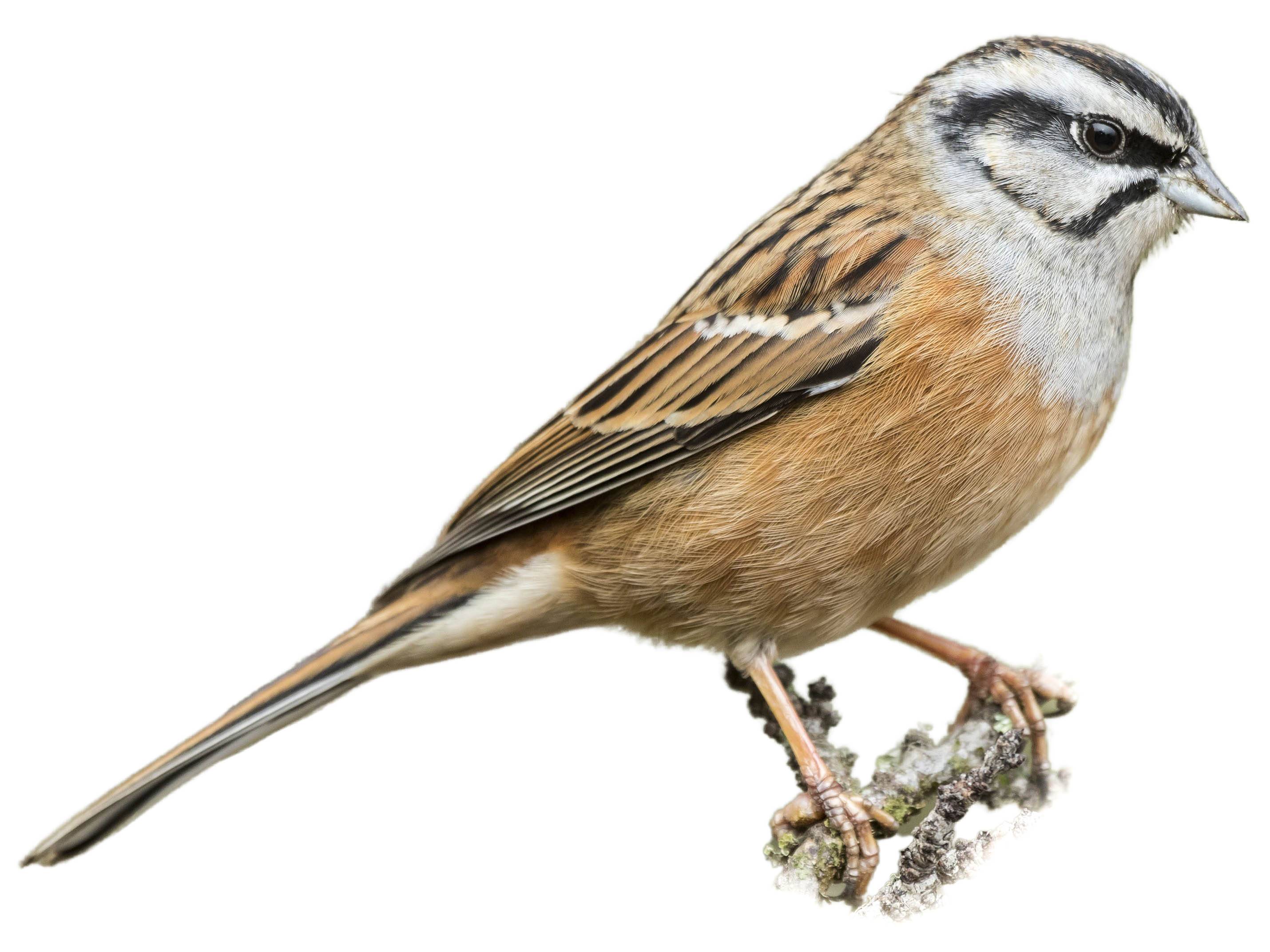 Rock Bunting (Emberiza cia) identification - Birda
