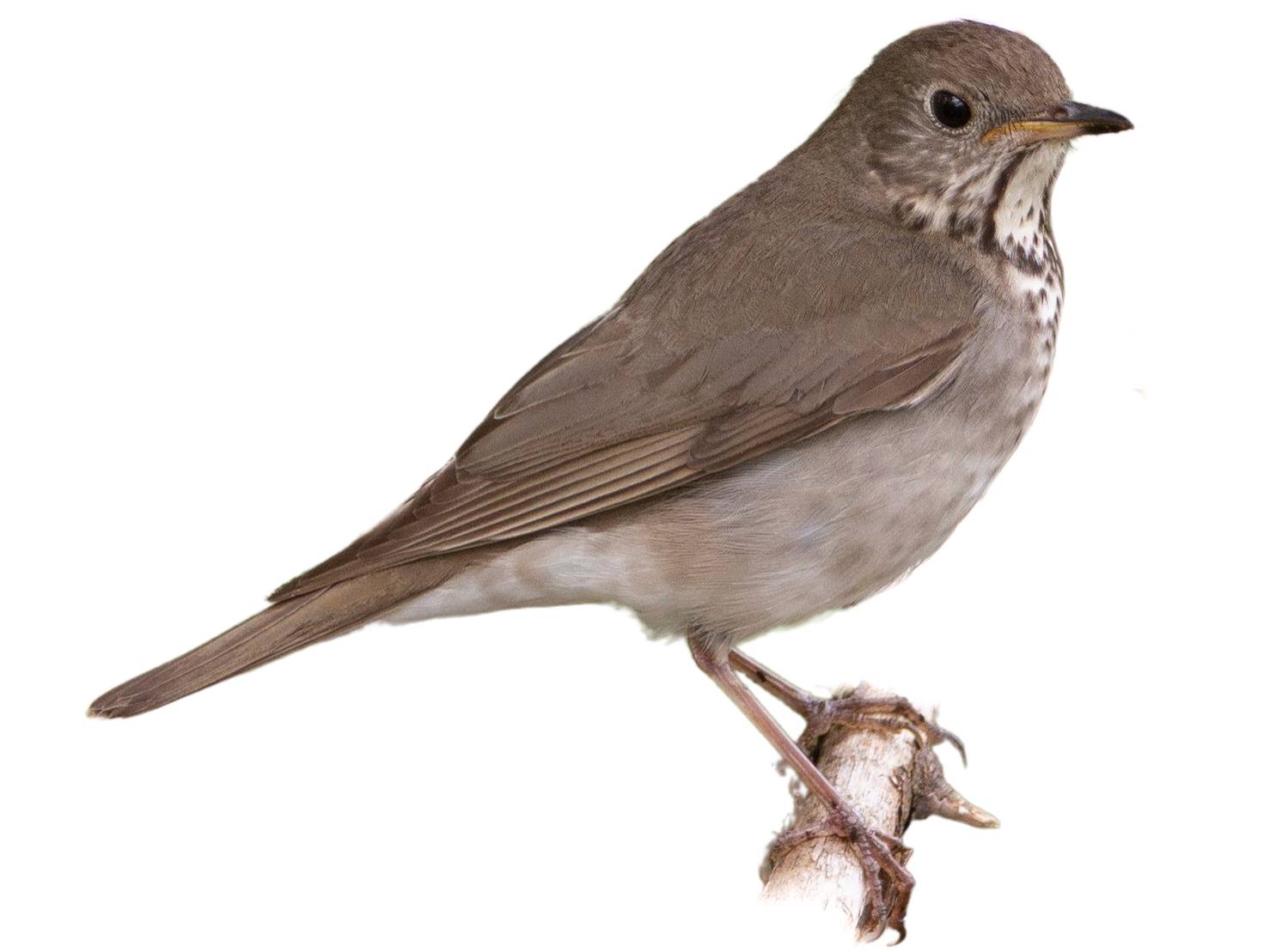 Grey-cheeked Thrush (Catharus minimus) identification - Birda