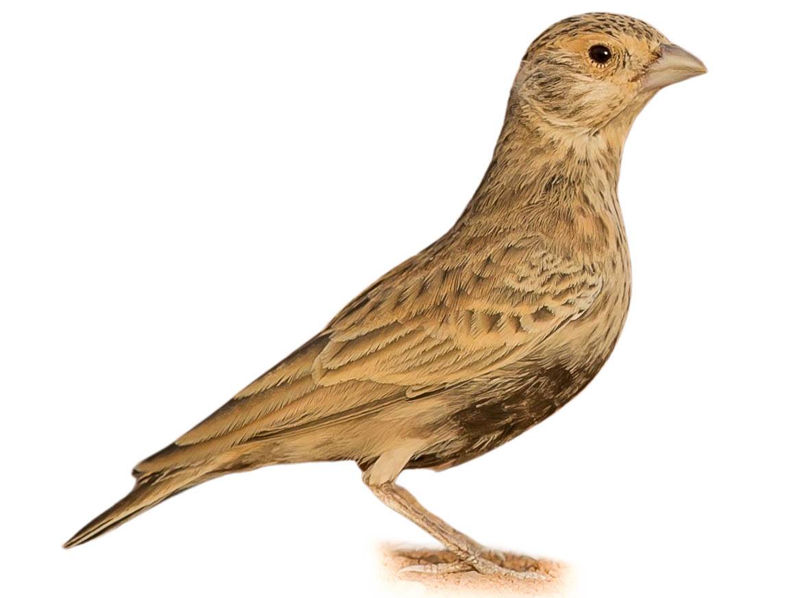 Grey-backed Sparrow-Lark (Eremopterix verticalis) identification - Birda
