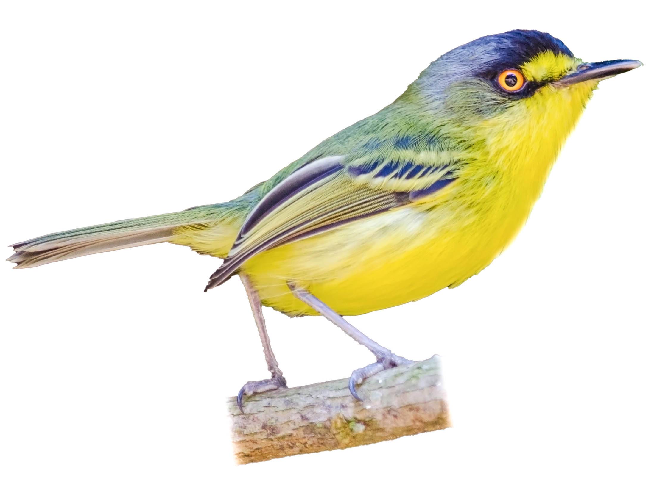 Yellow-lored Tody-Flycatcher (Todirostrum poliocephalum) identification ...