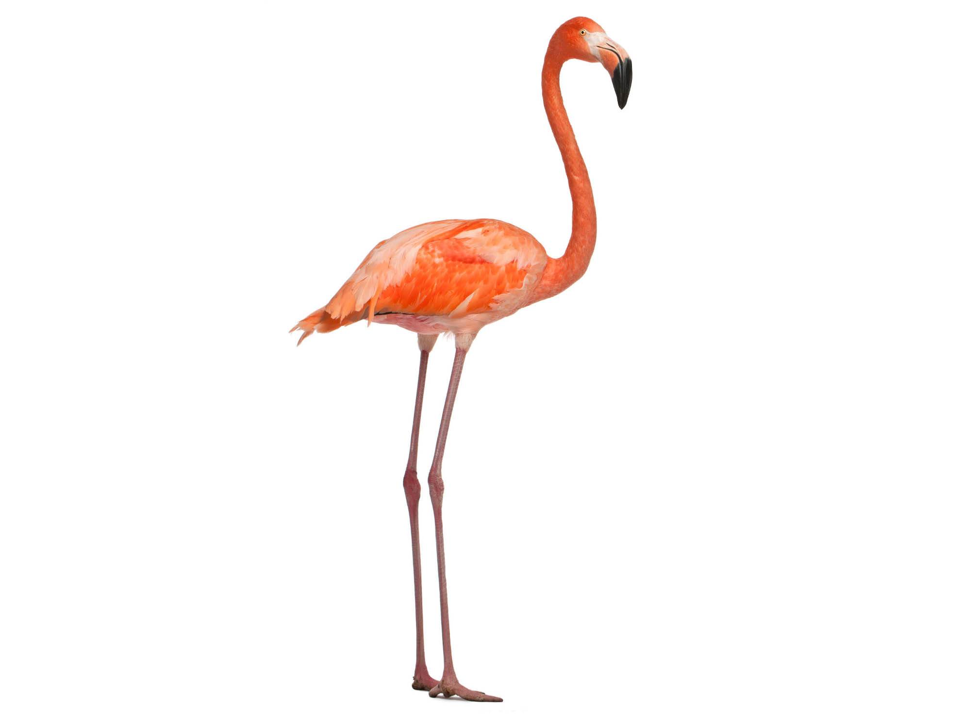 American Flamingo (Phoenicopterus ruber) identification - Birda