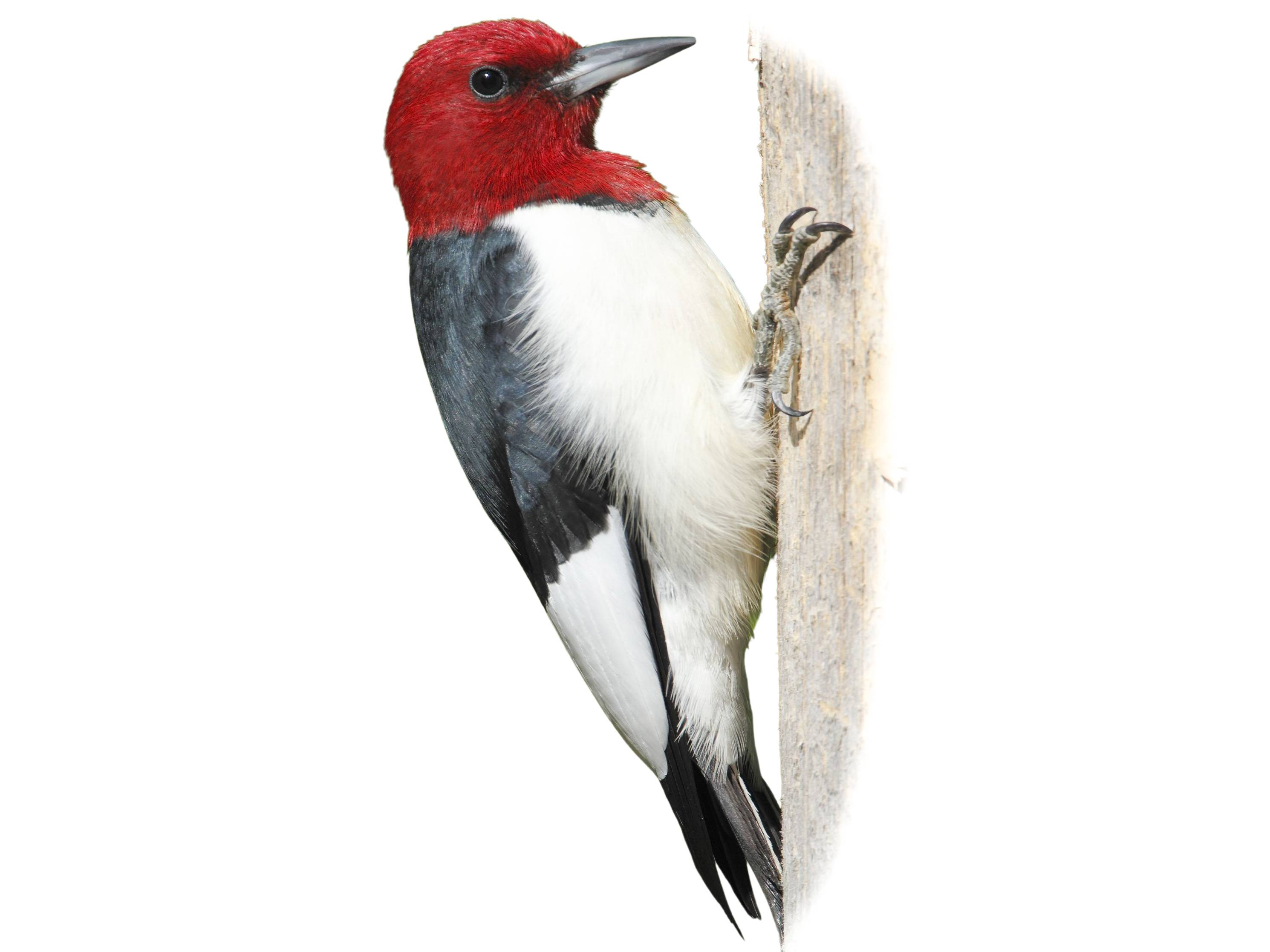 Red-headed Woodpecker (Melanerpes erythrocephalus) identification - Birda