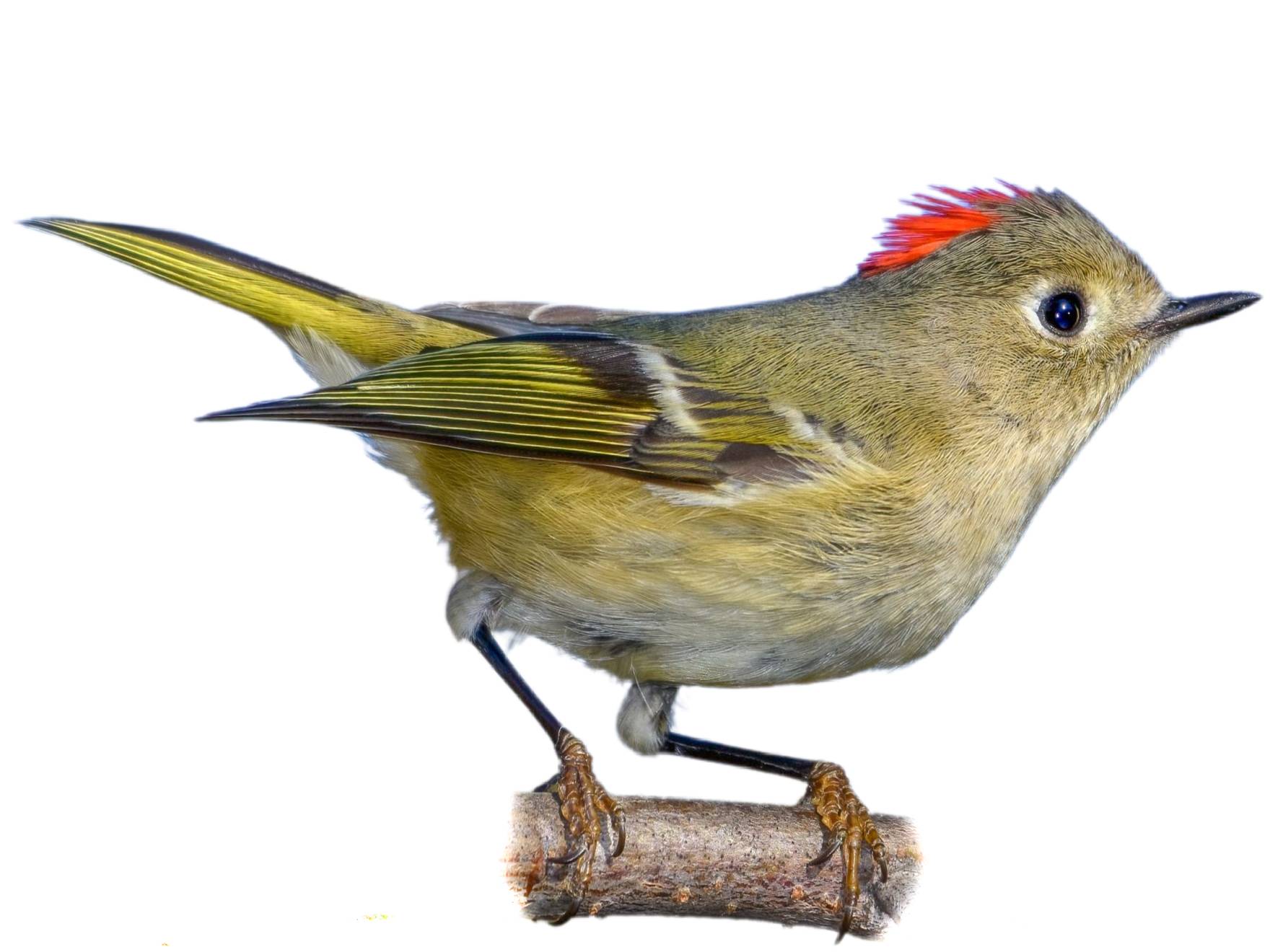 Ruby-crowned Kinglet (Corthylio calendula) identification - Birda