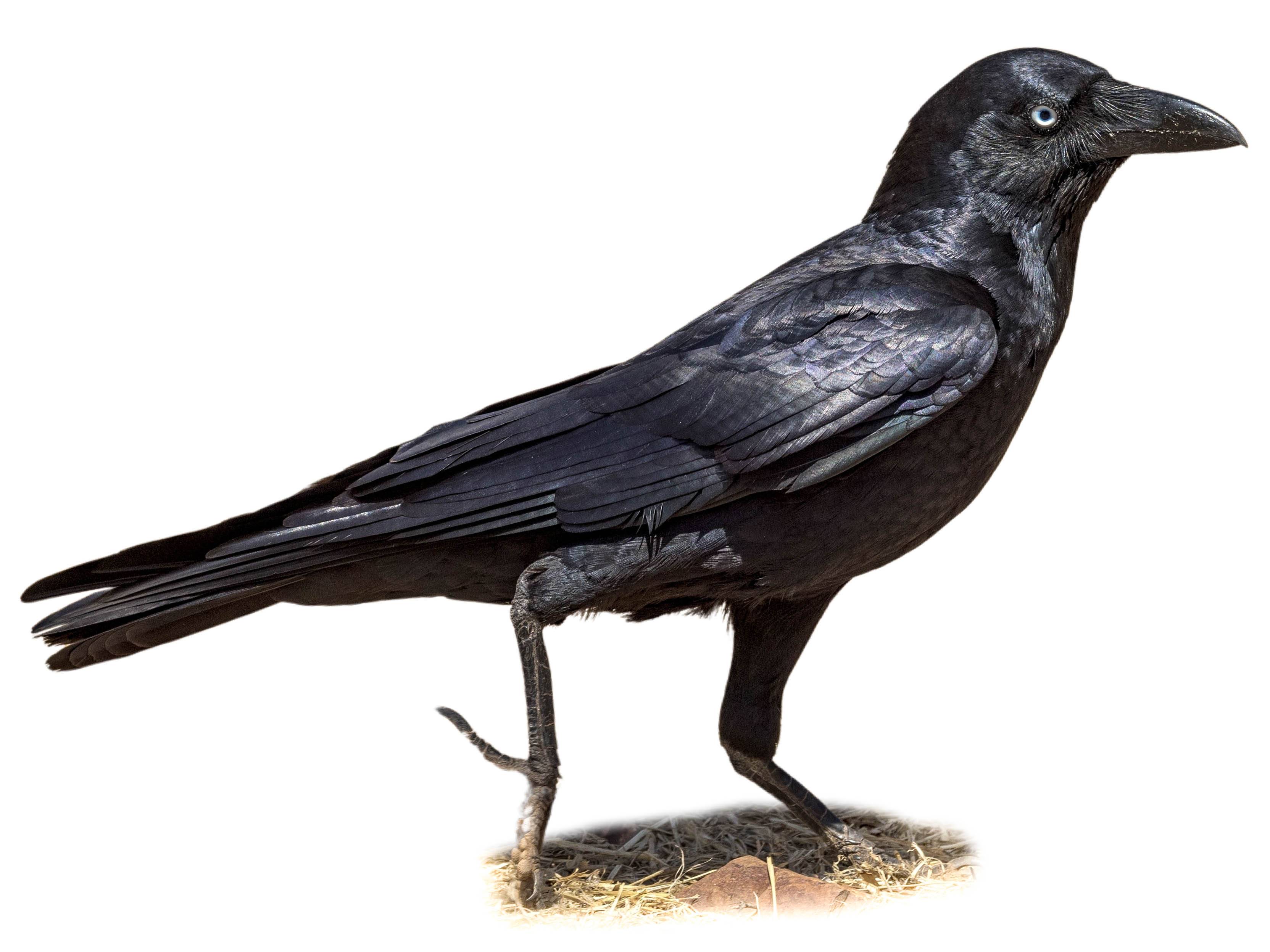 Torresian Crow (Corvus orru) identification - Birda