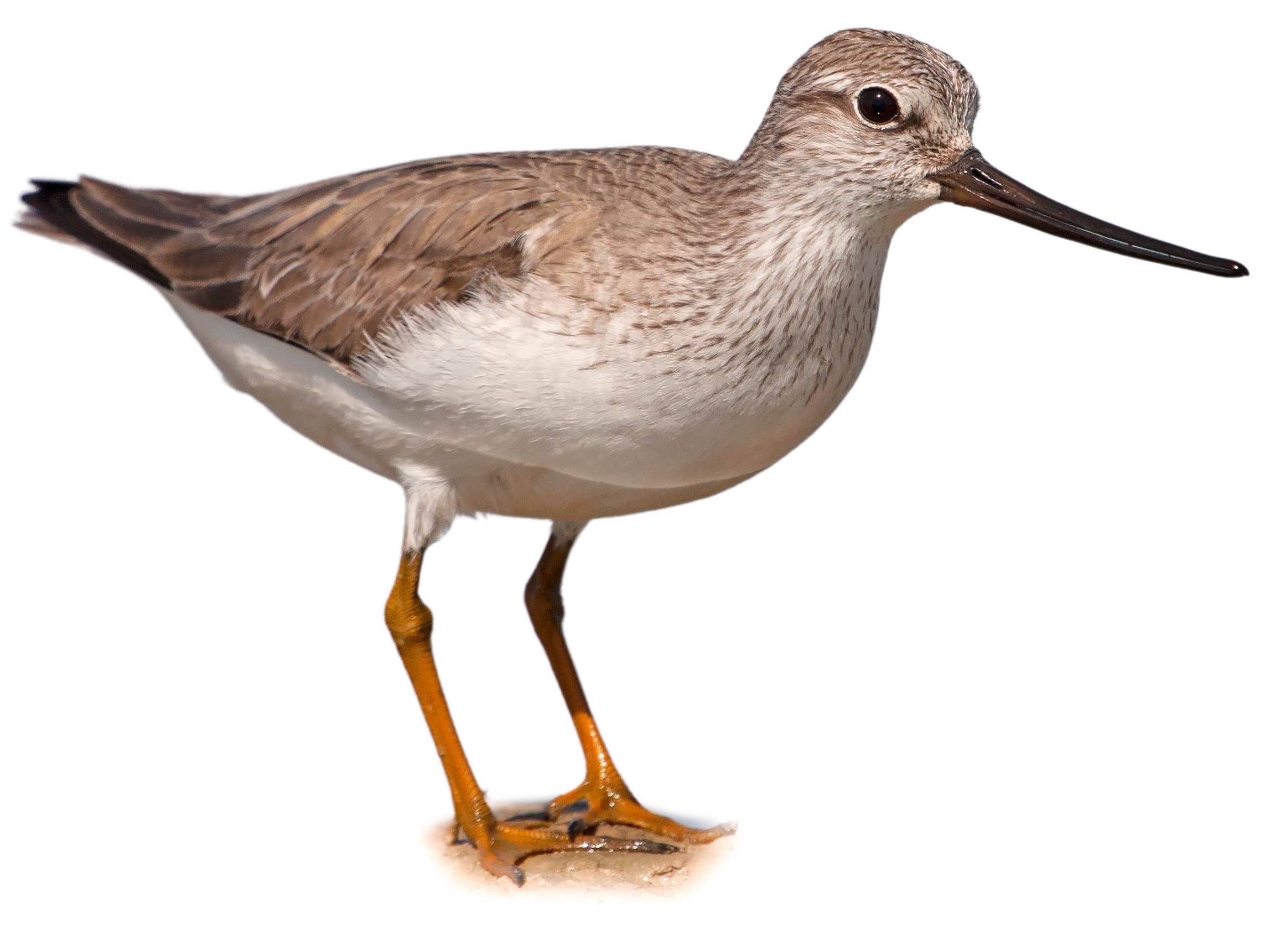 Terek Sandpiper (Xenus cinereus) identification - Birda