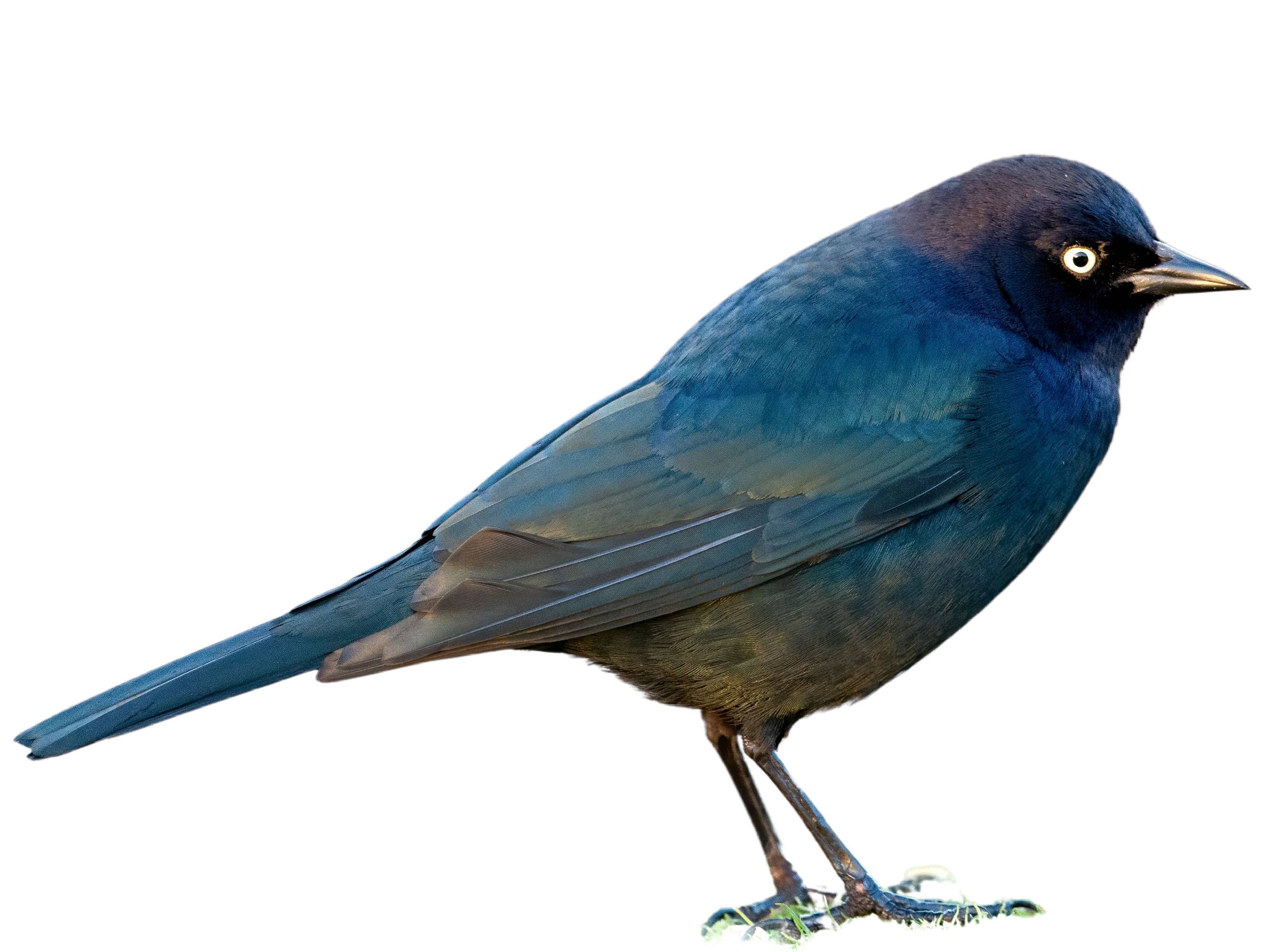 Brewer's Blackbird (Euphagus cyanocephalus) identification - Birda