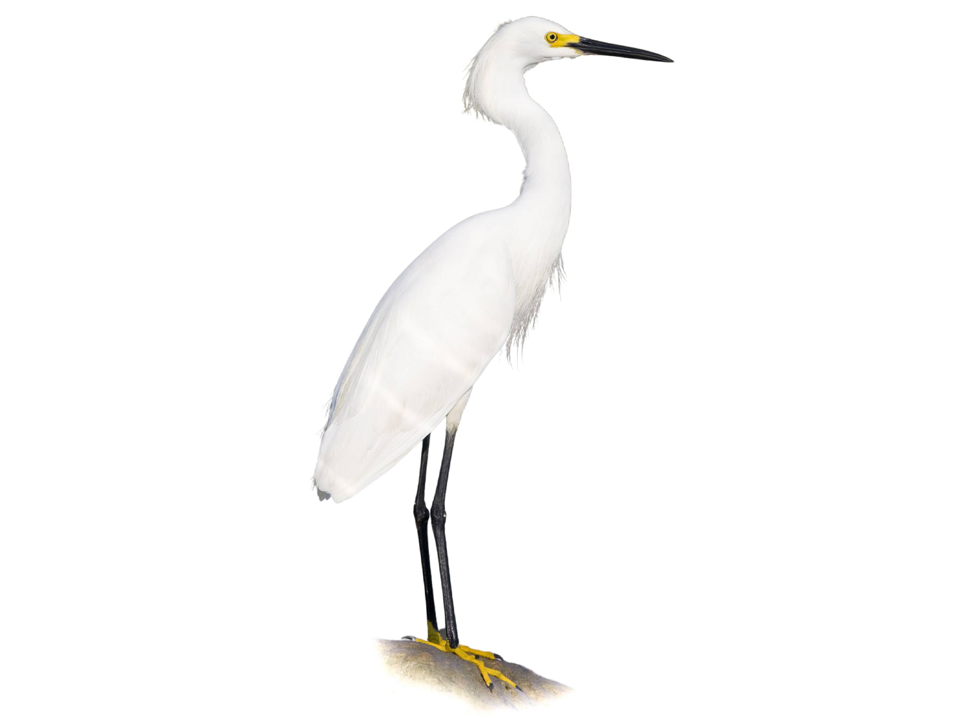 Snowy Egret (Egretta thula) identification - Birda